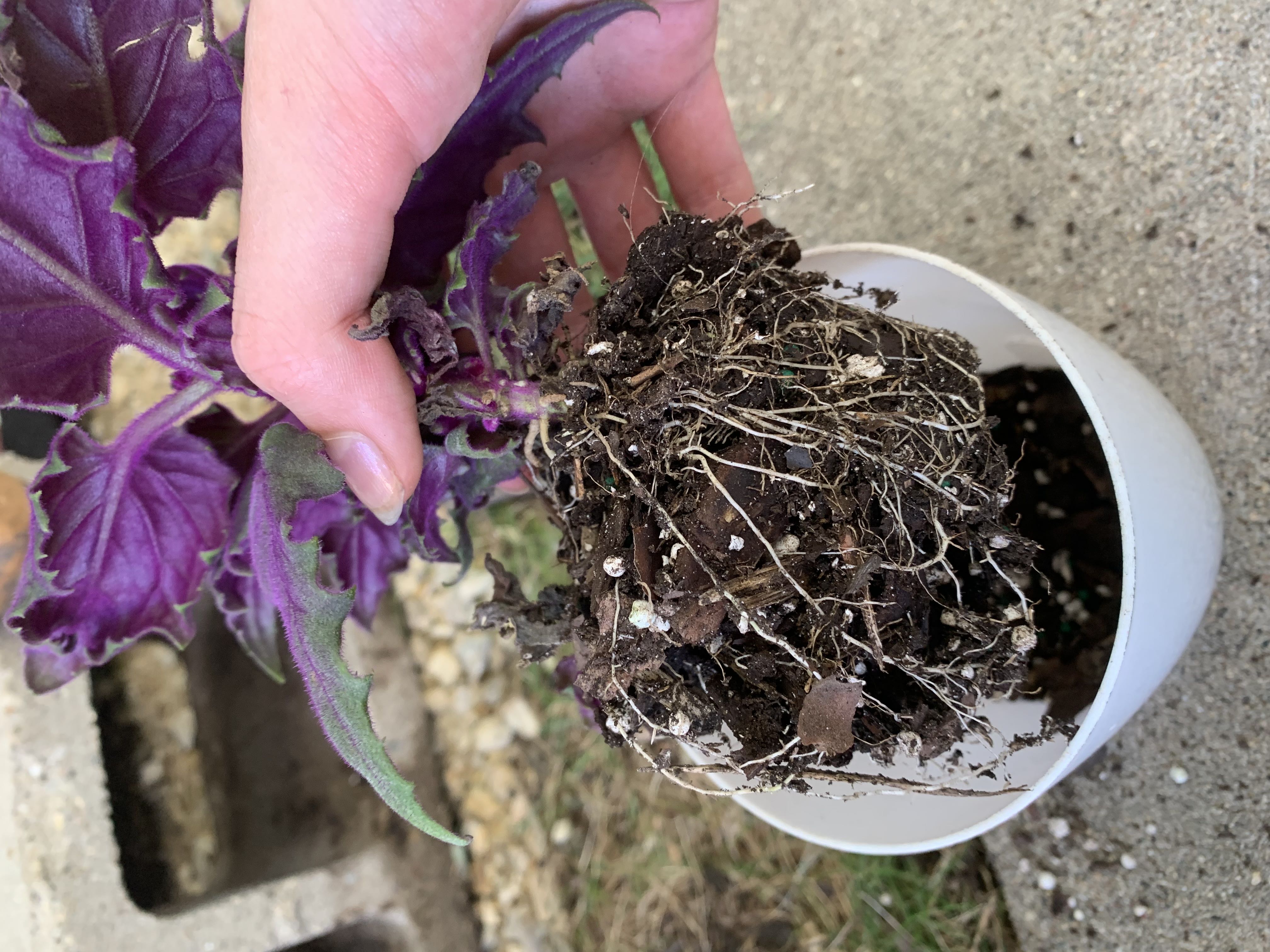 Propagating My Purple Velvet Plant: Step-by-step Guide