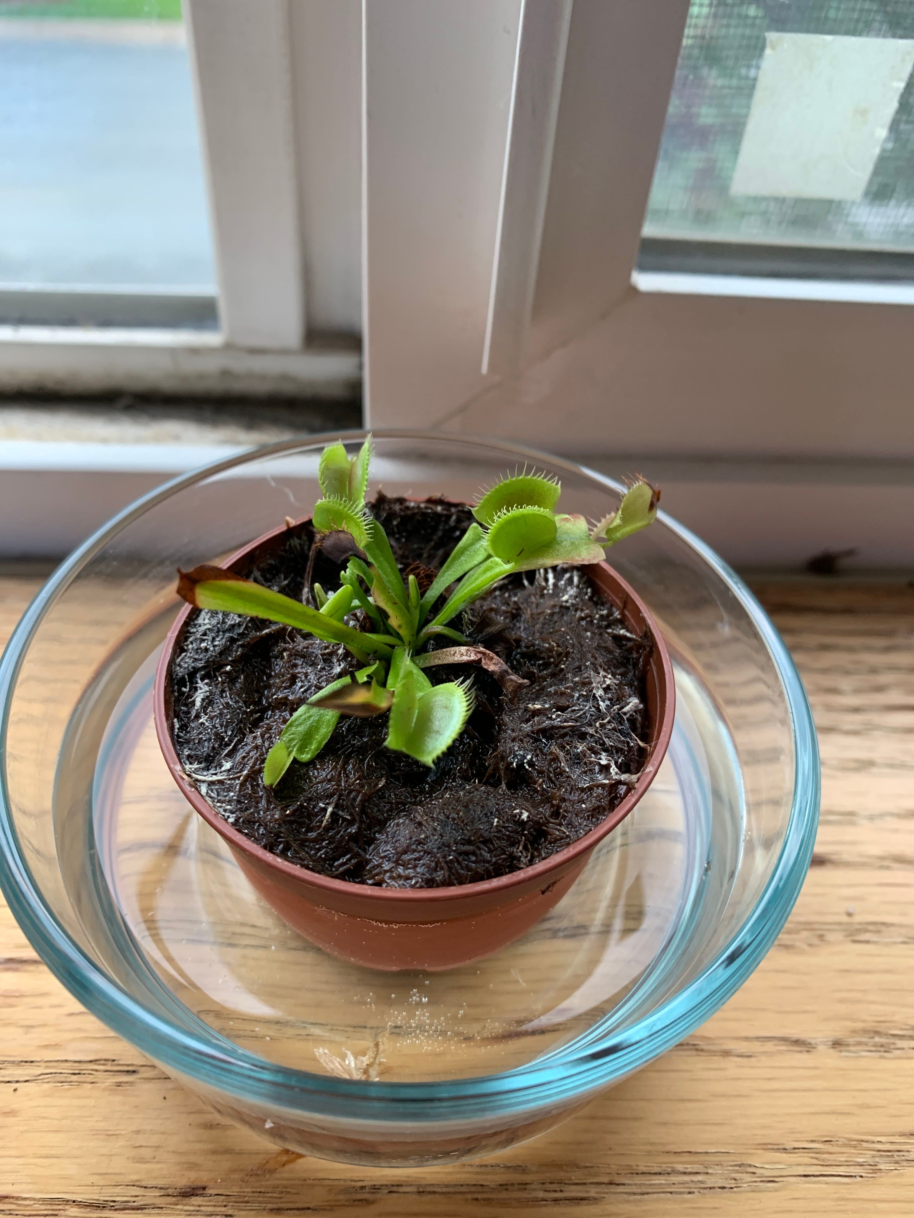 The Complete Venus Flytrap Plant Care Guide: Water, Light & Beyond