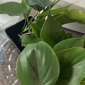 Astoria | A plant by @PsychedupGinger on Greg