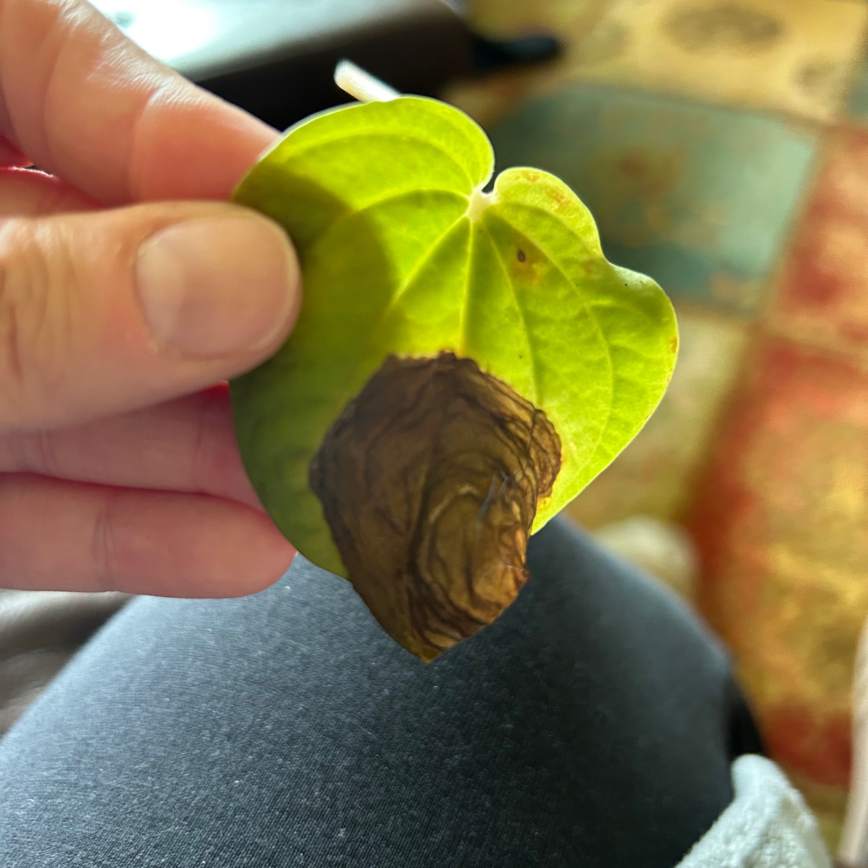 Propagating Air Potato: The Ultimate Guide