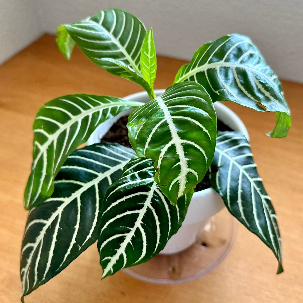 10 Benefits Of Having A Zebra Plant 🦓 🌱