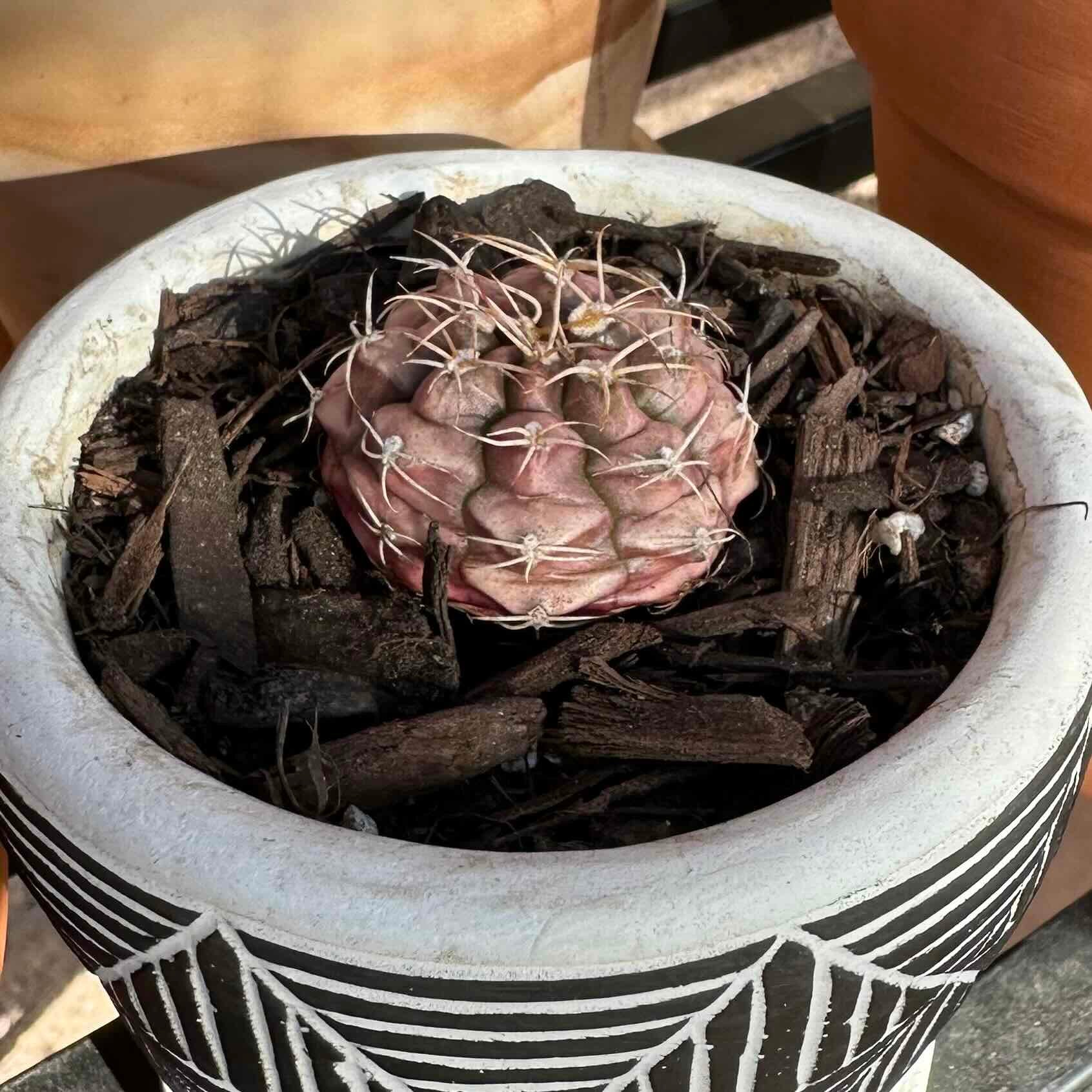 Purple Karoo Rose Plant Care: Water, Light, Nutrients | Greg App 🌱