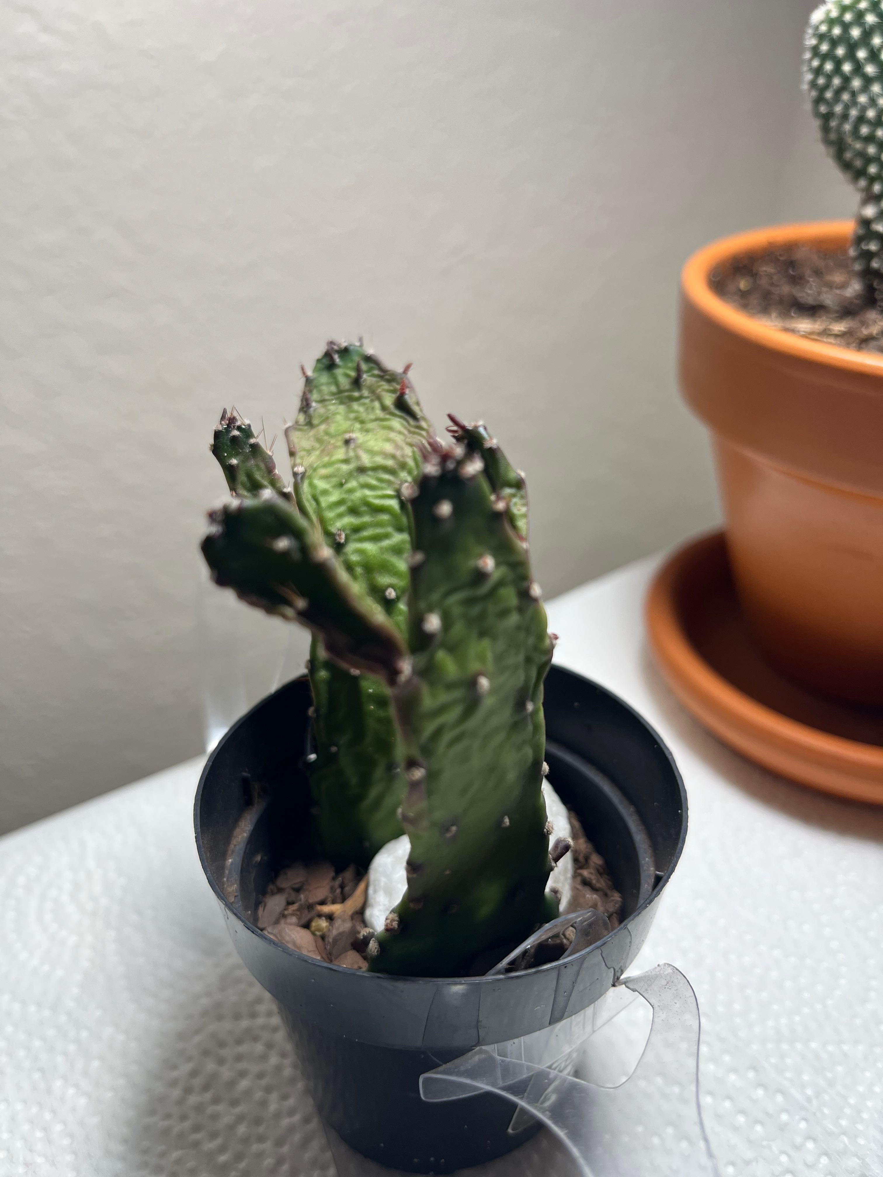 Opuntia parryi var. serpentina f. cristata Plant Care: Water, Light ...