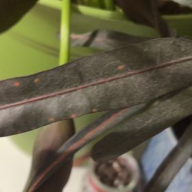 Croton Captain Kidd Care 101: Water, Light & Growing Tips