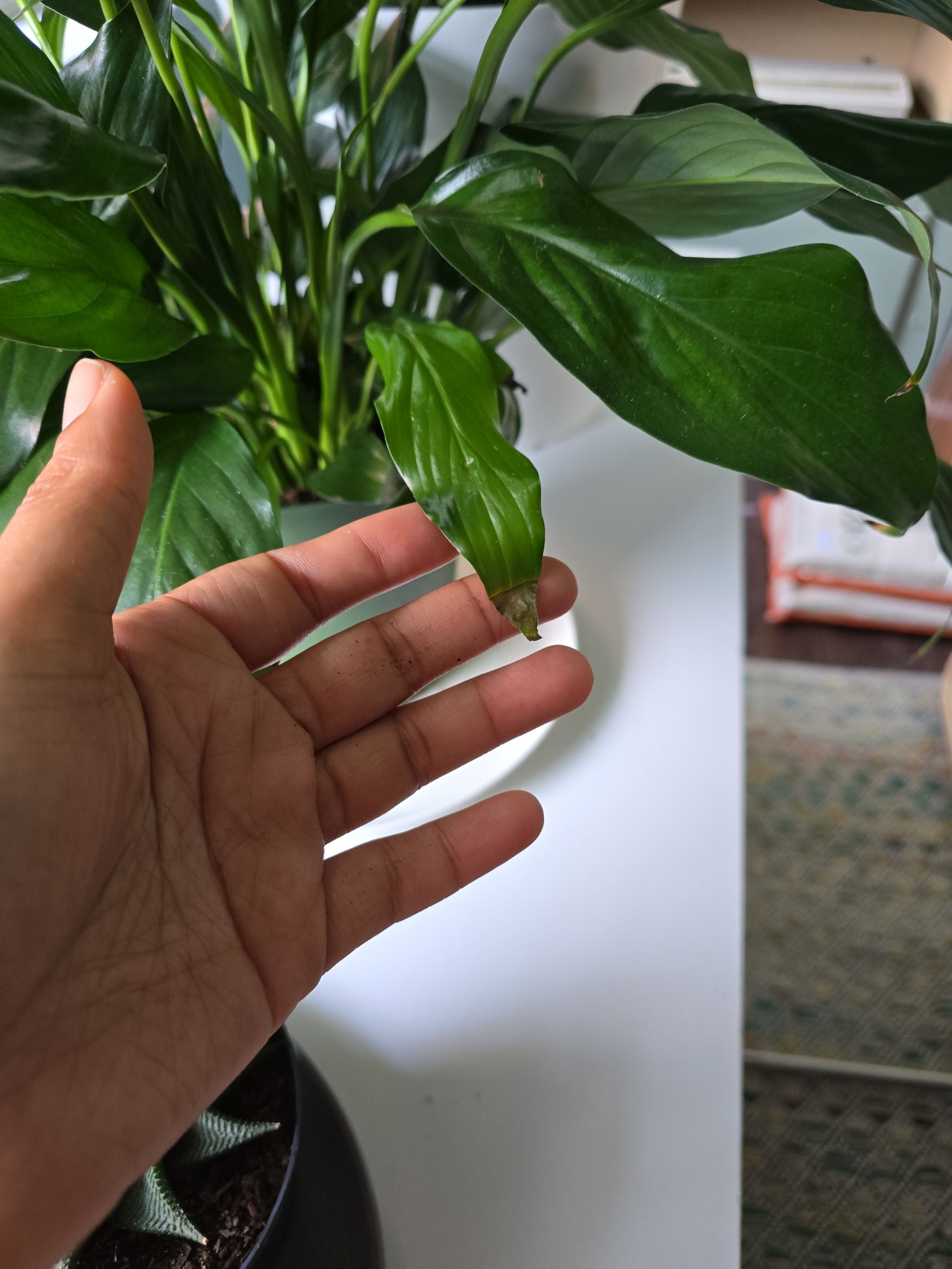 🔧 How To Fix Peace Lily Leaves Drooping