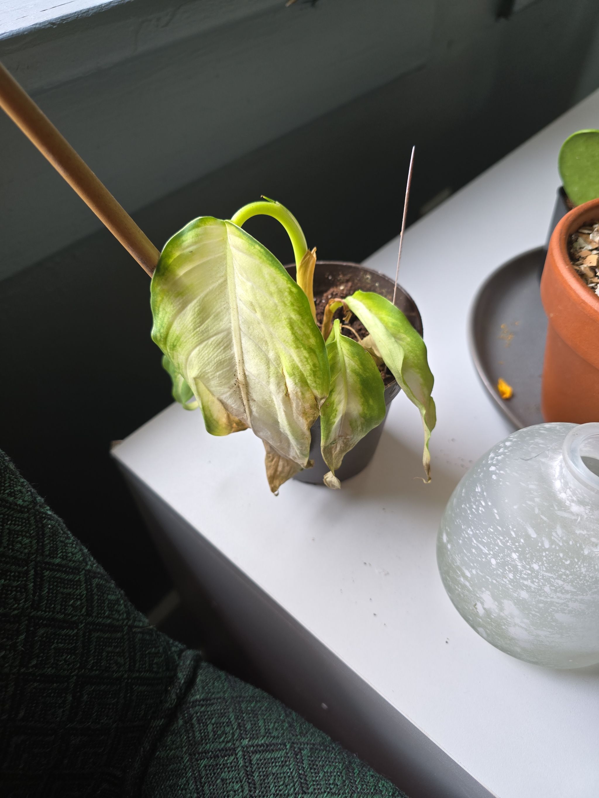 💧 Why Are My Dieffenbachia 'Triumph' Leaves Mushy?