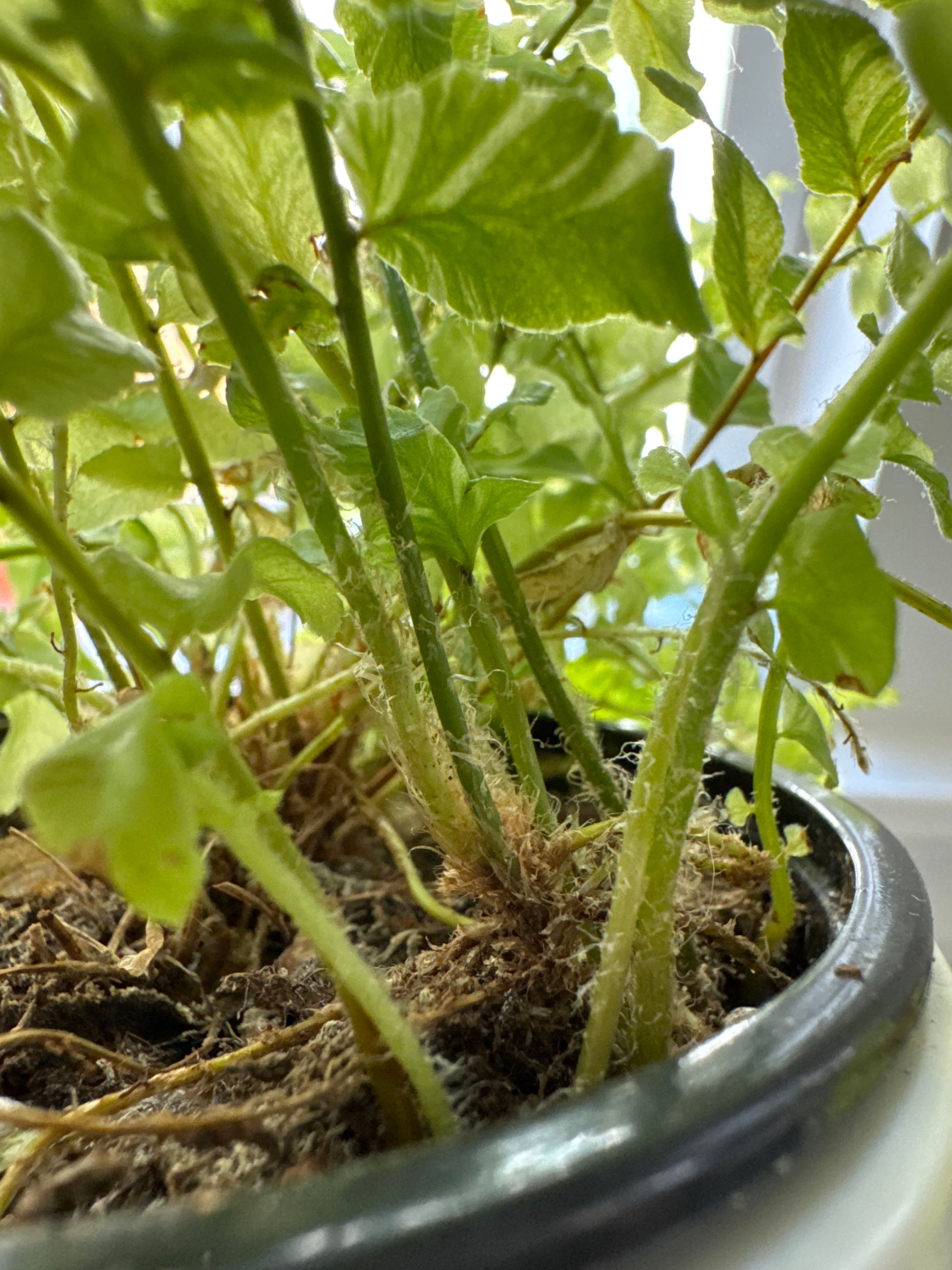 🌡 What Temperature Does My Boston Fern Need?