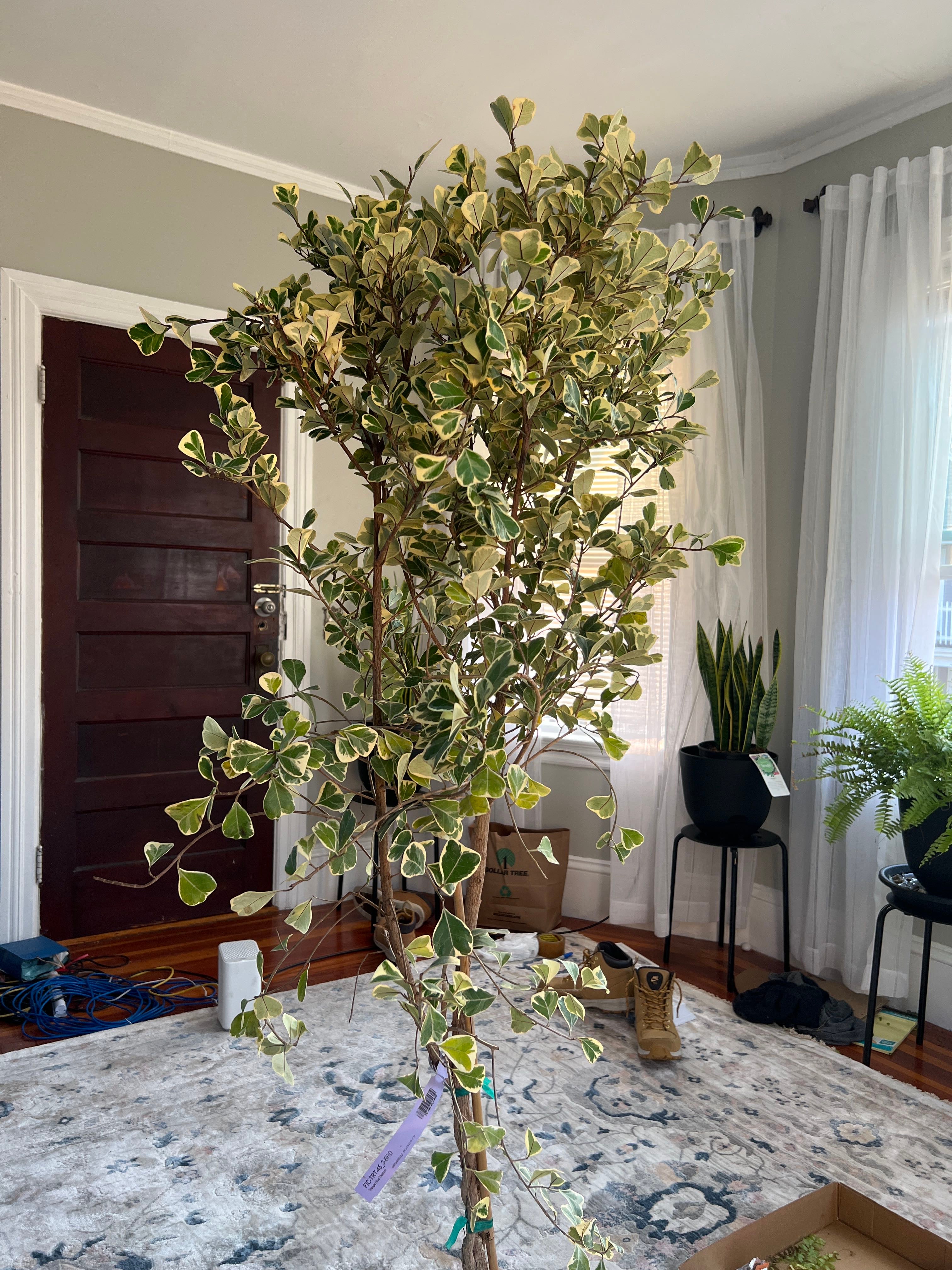 The Complete Ficus triangularis 'Variegata' Plant Care Guide: Water ...