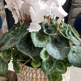 Emerson | A plant by @HelpfulSunstar on Greg