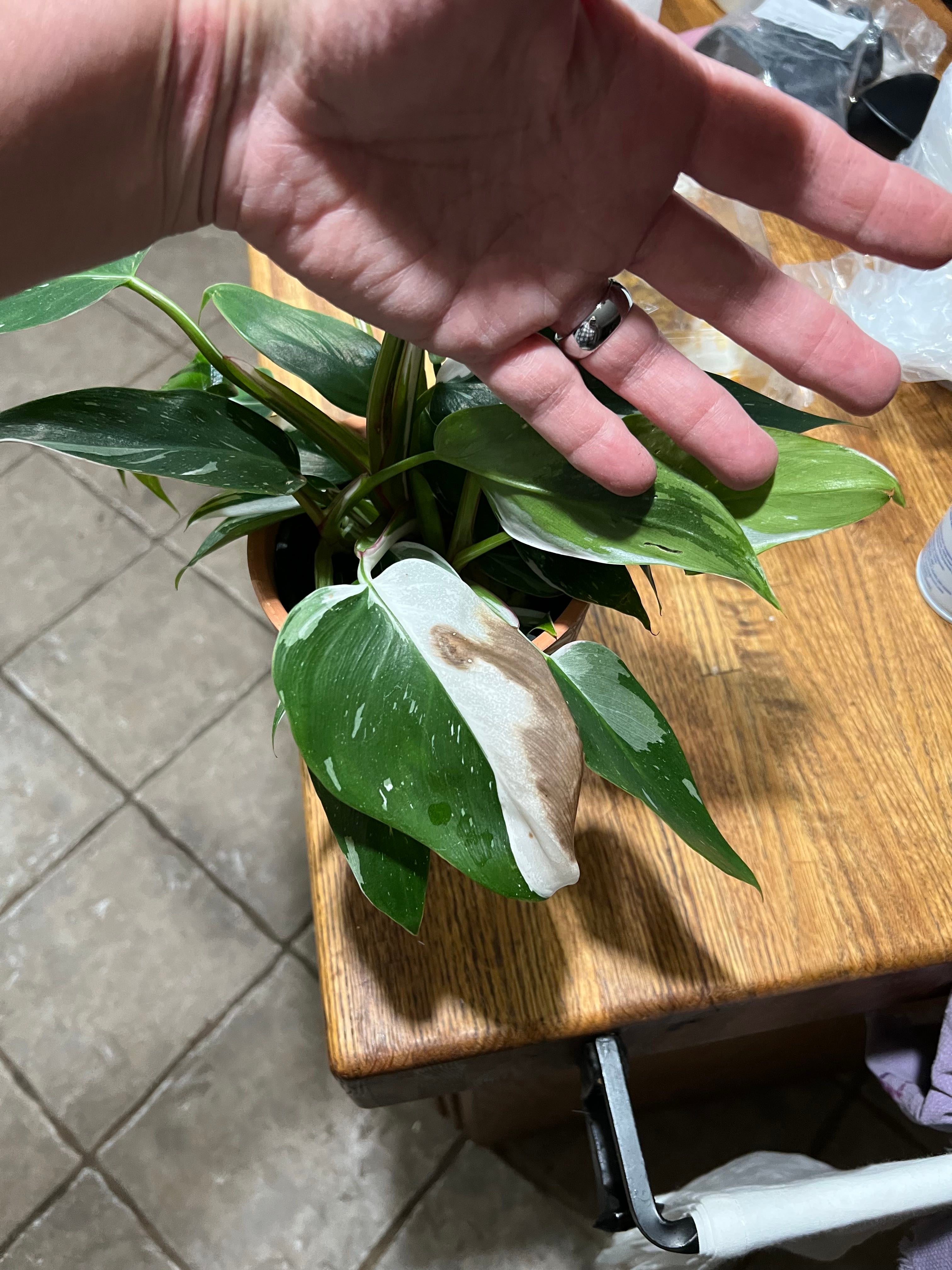 Black Spots on My Philodendron 'White Princess' Leaves