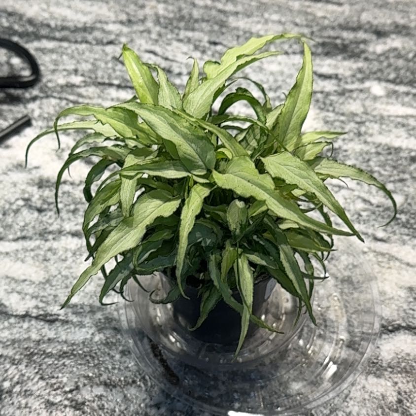 The Complete Syngonium Silver Fox Plant Care Guide: Water, Light & Beyond