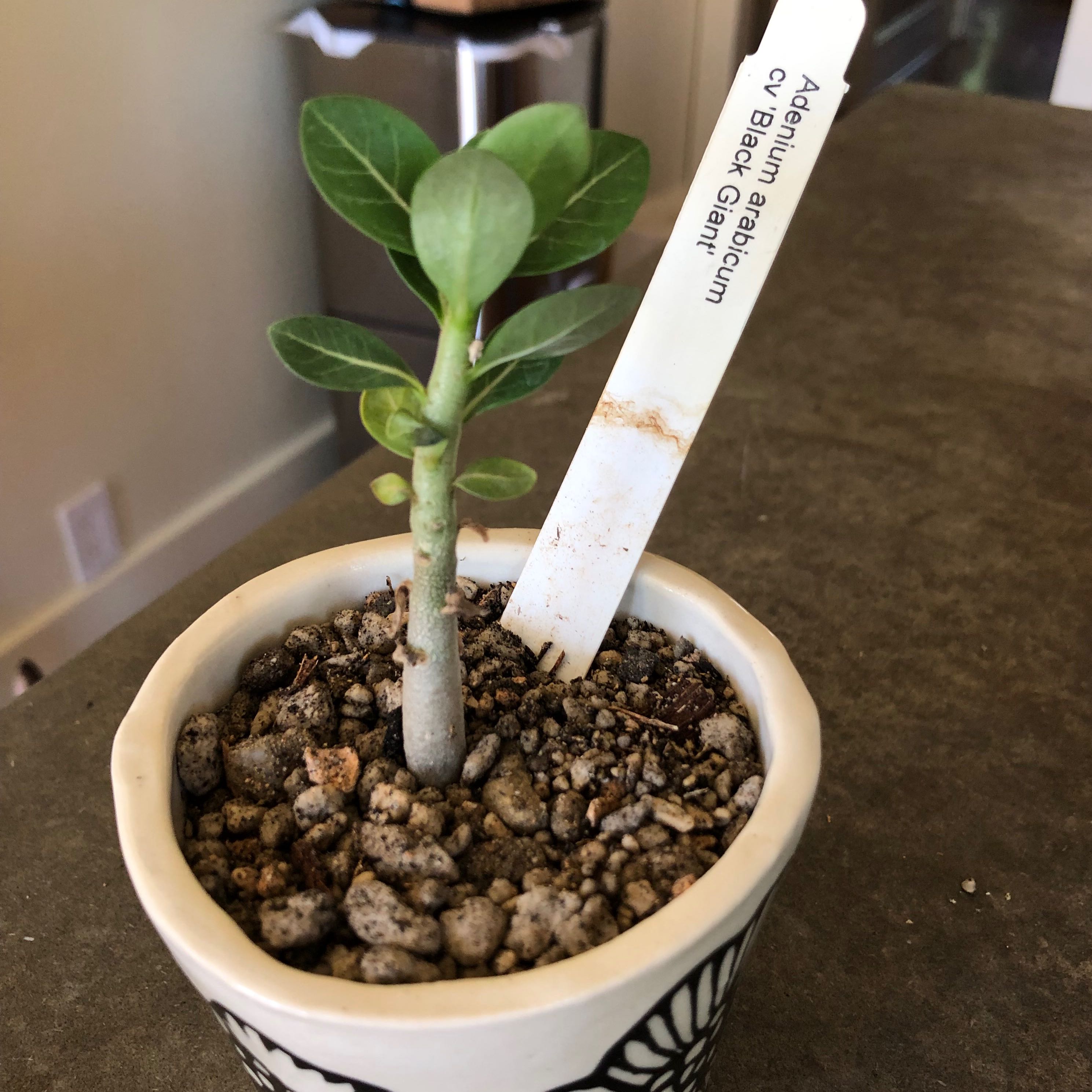 Adenium arabicum ‘Black Giant’ Care 101: Water, Light & Growing Tips