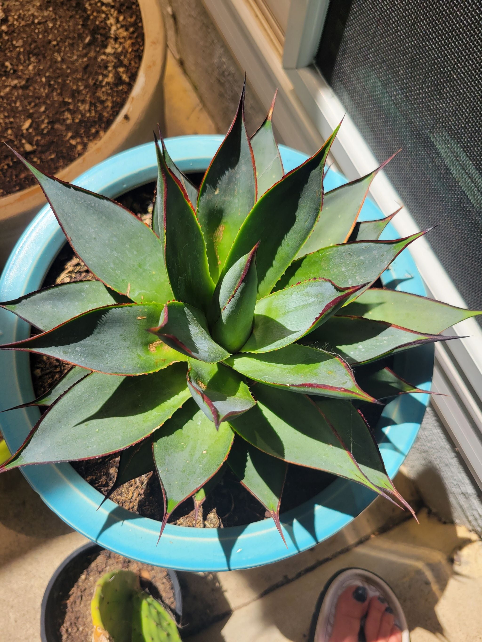 Why Are There Black Spots on My Agave 'Blue Glow' Leaves?