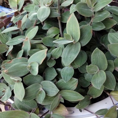 Huckleberry Fern | A plant by @AmusingKawakawa on Greg