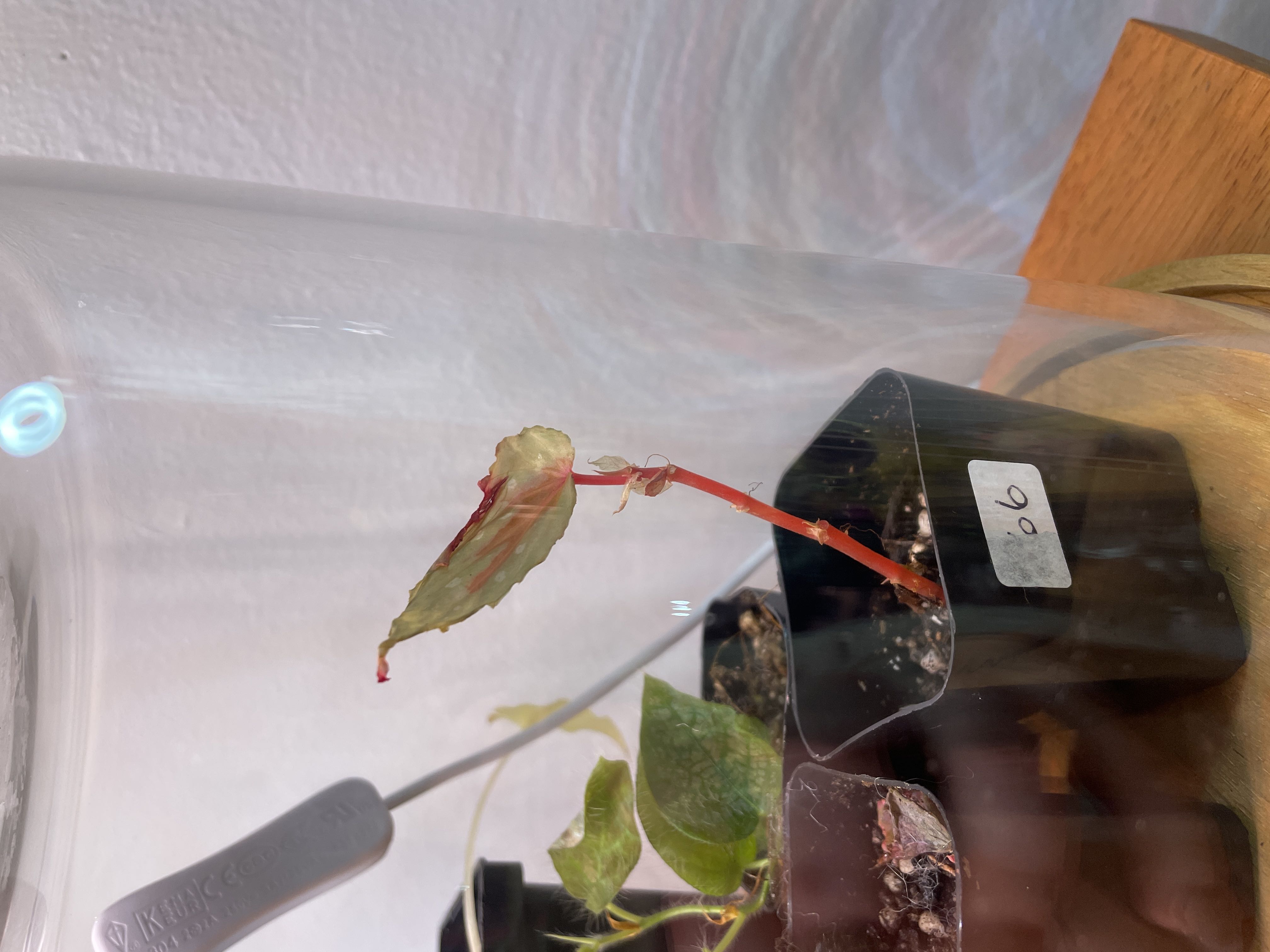 Fuchsia Begonia 'Rose': How Much Water & Light Does it Need to Thrive?