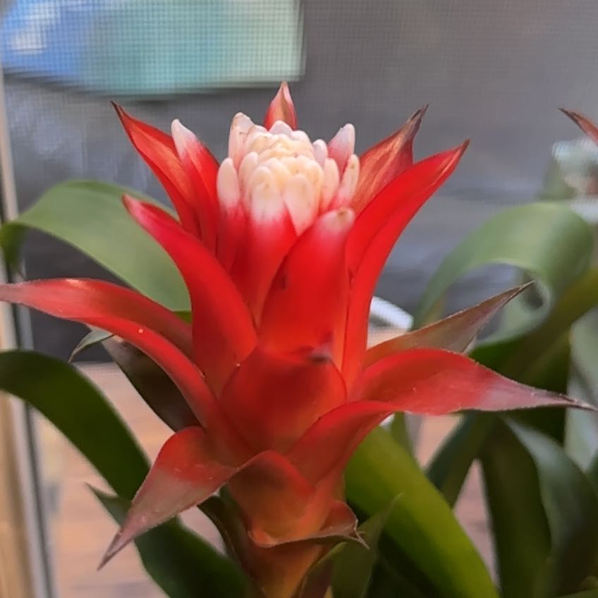 Nemo | A plant by @WholeEasterlily on Greg