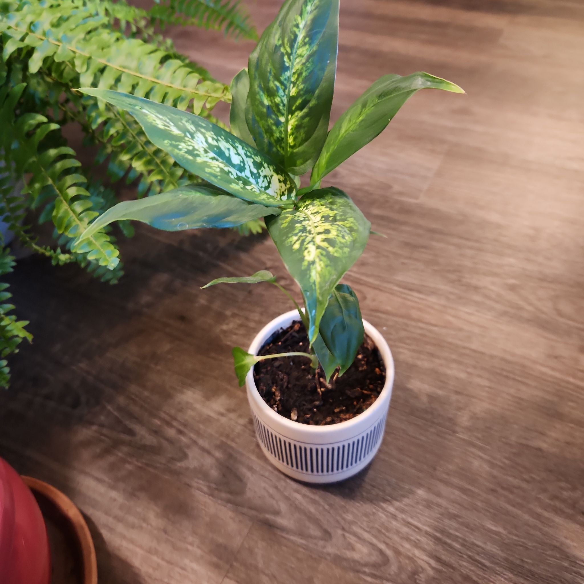 Keep Your Moonlight Dumb Cane Alive: Light, Water & Care Instructions