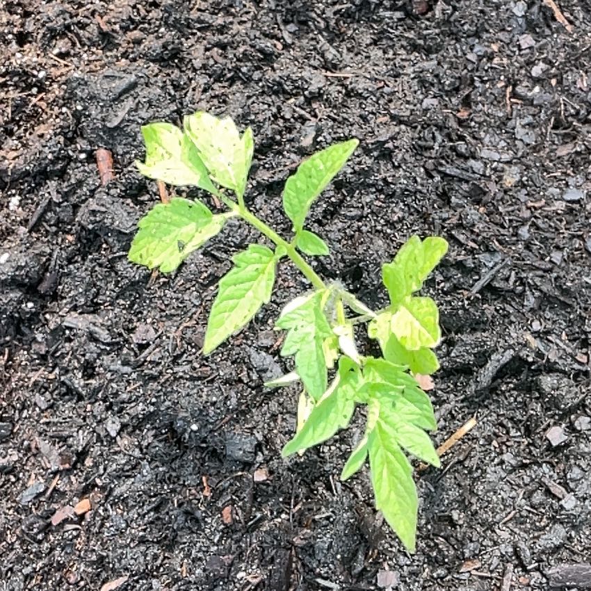 Mamie brown | A plant by @DoughtyMastic on Greg