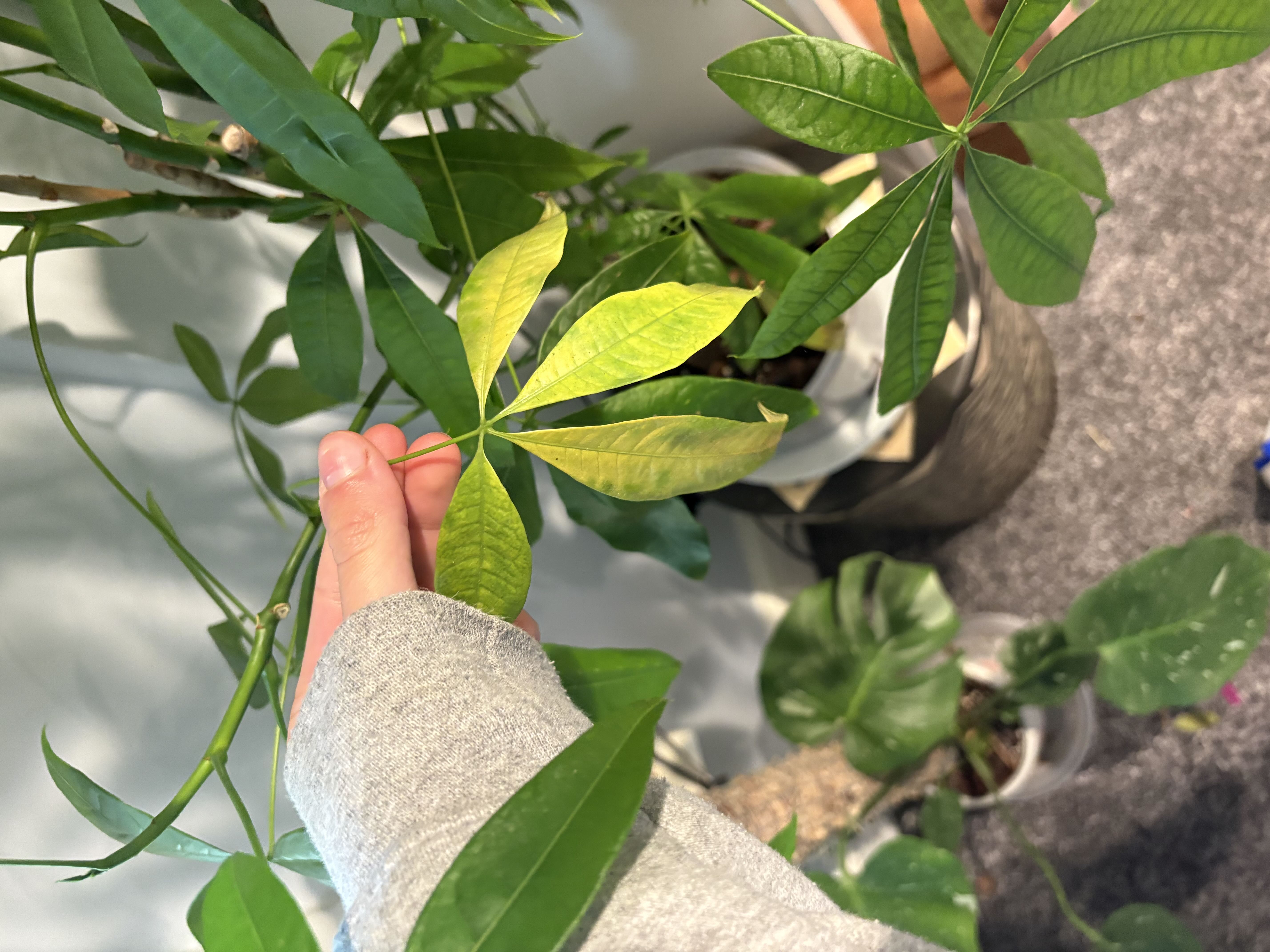 yellowing leaves money tree