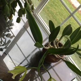 Keep Your Procatavola 'Key Lime Stars' Alive: Light, Water & Care ...