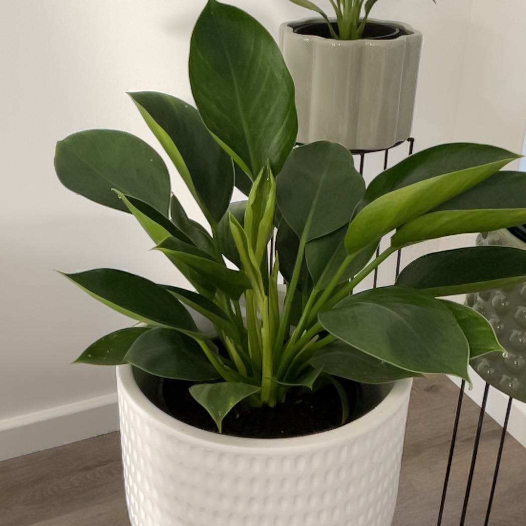 10 Advantages of Having a Philodendron 'Green Princess'