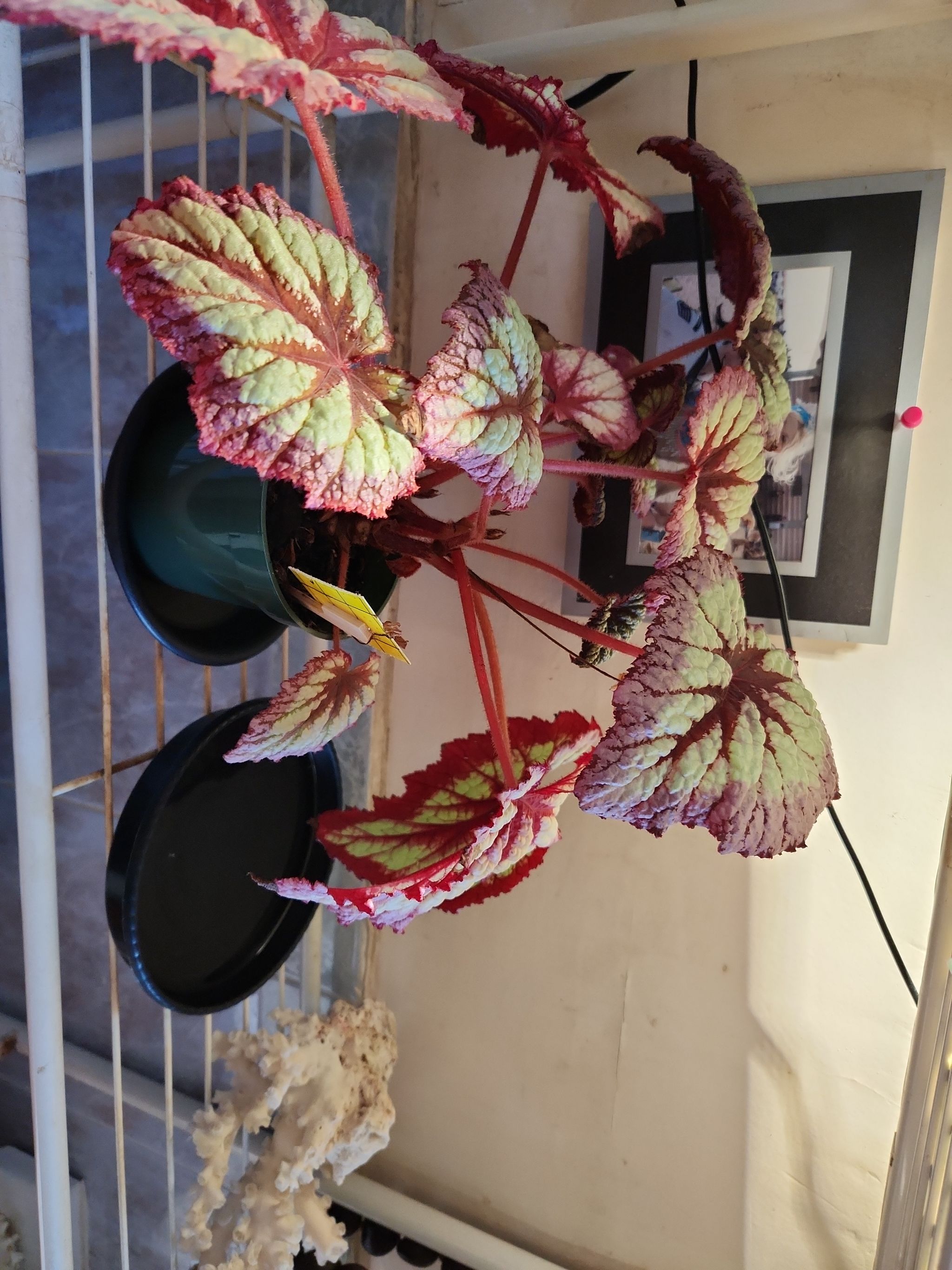 The Complete Fuchsia Begonia 'Rose' Plant Care Guide: Water, Light & Beyond