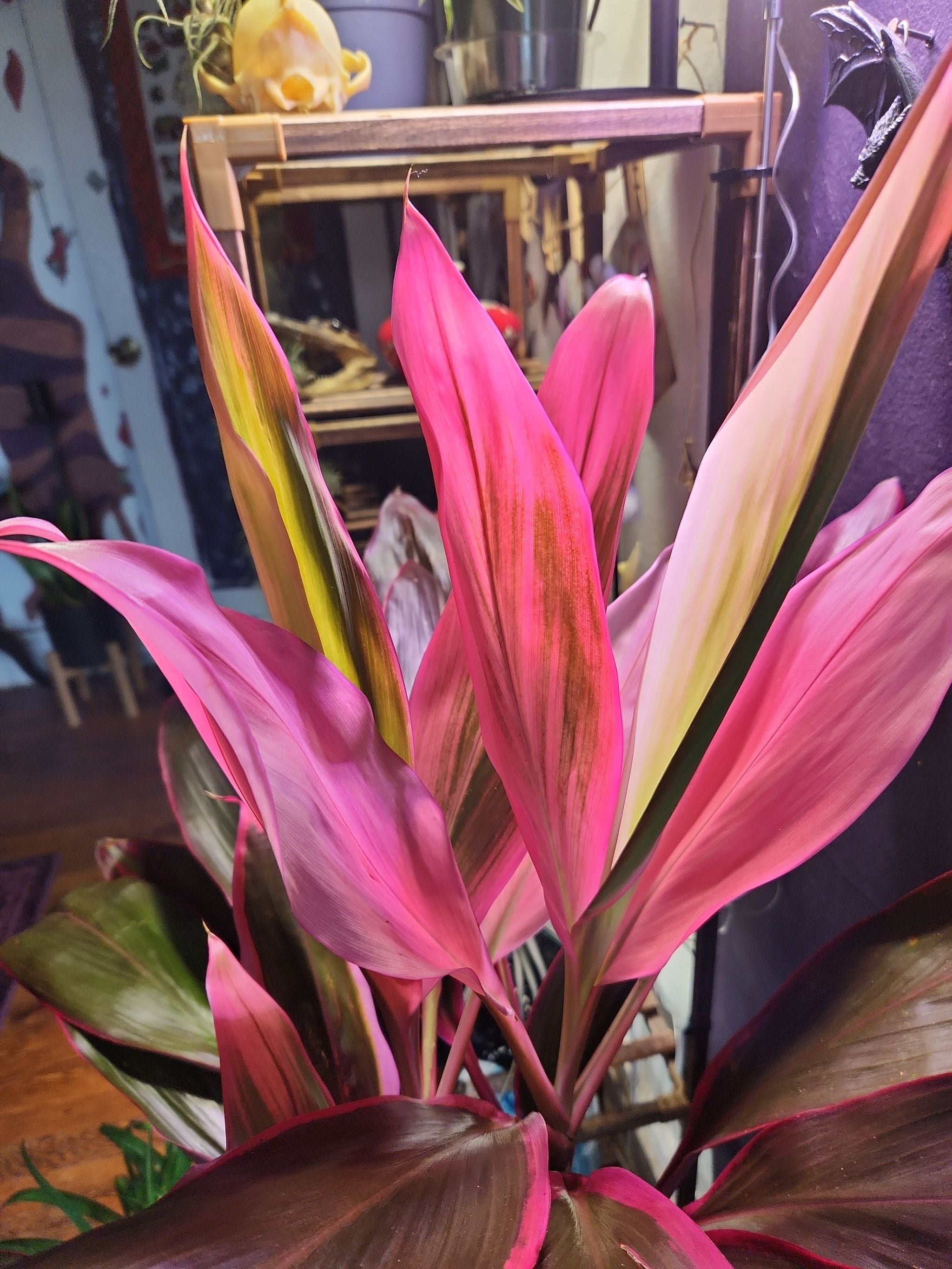 The Complete Ti Plant Plant Care Guide: Water, Light & Beyond