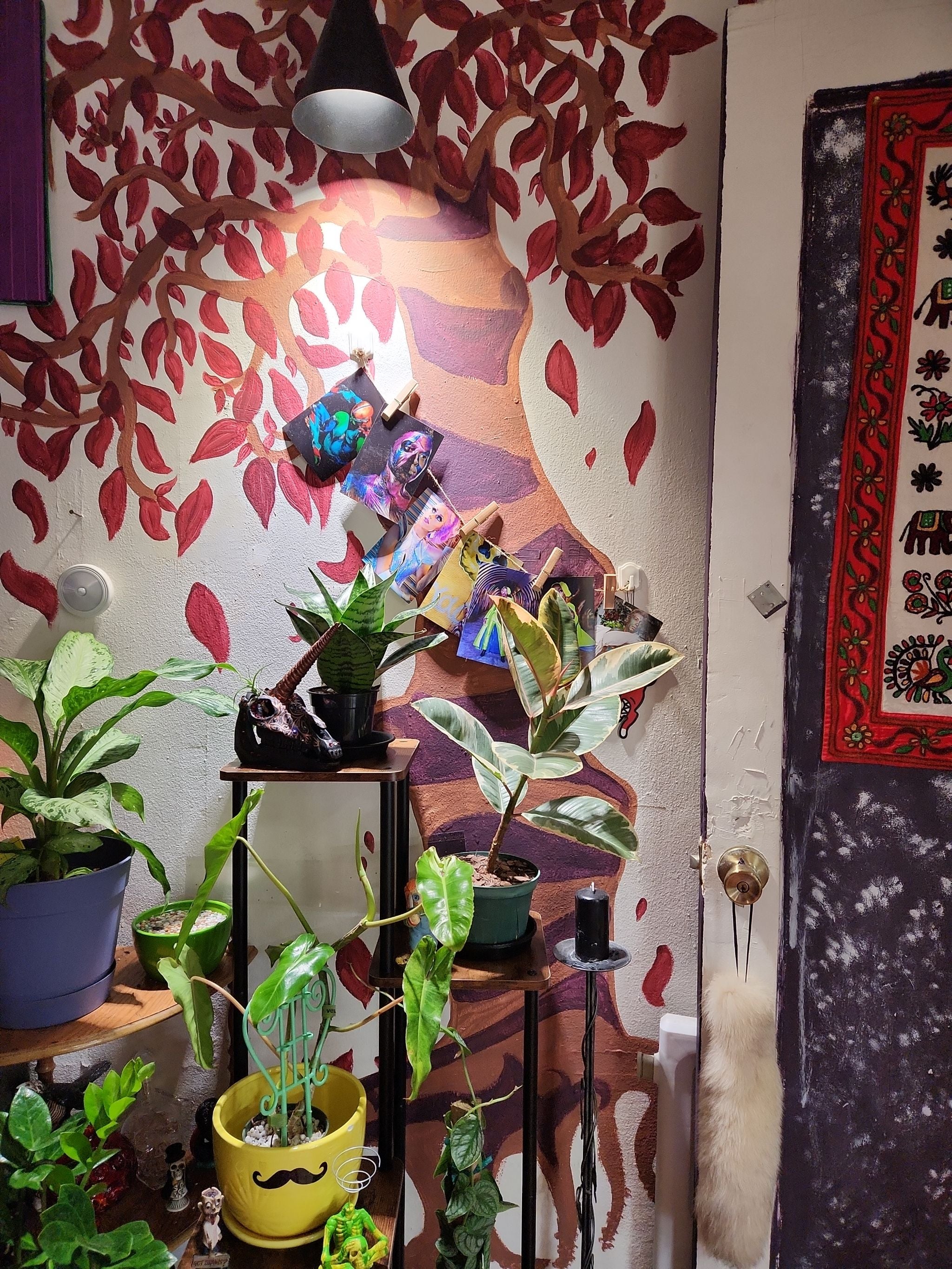 Variegated Rubber Tree Plant Care: Water, Light, Nutrients | Greg App 🌱