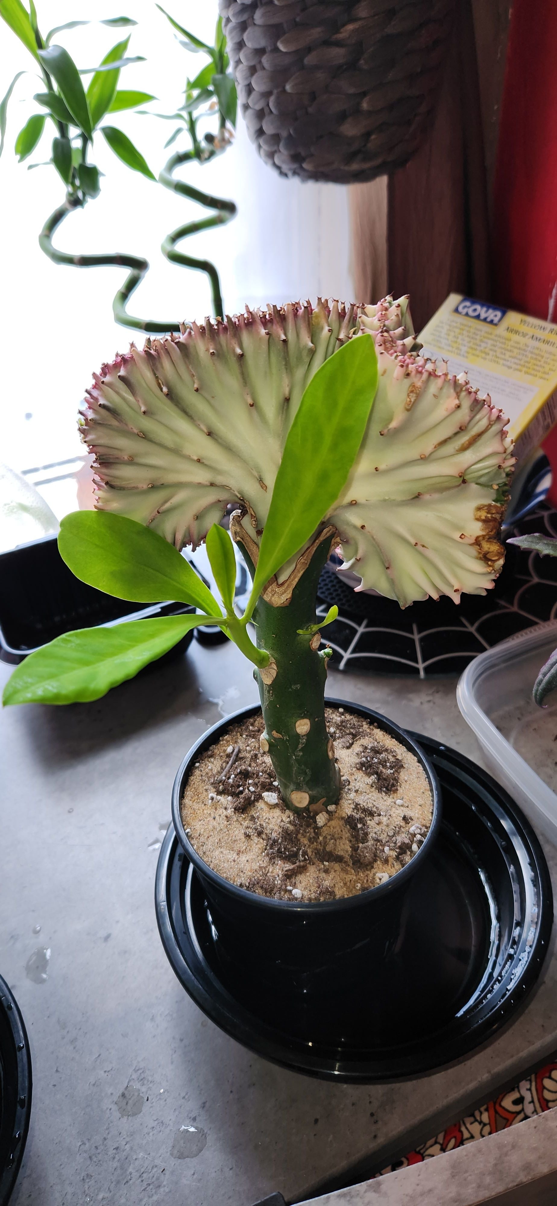 devil's backbone Plant Care: Water, Light, Nutrients | Greg App 🌱