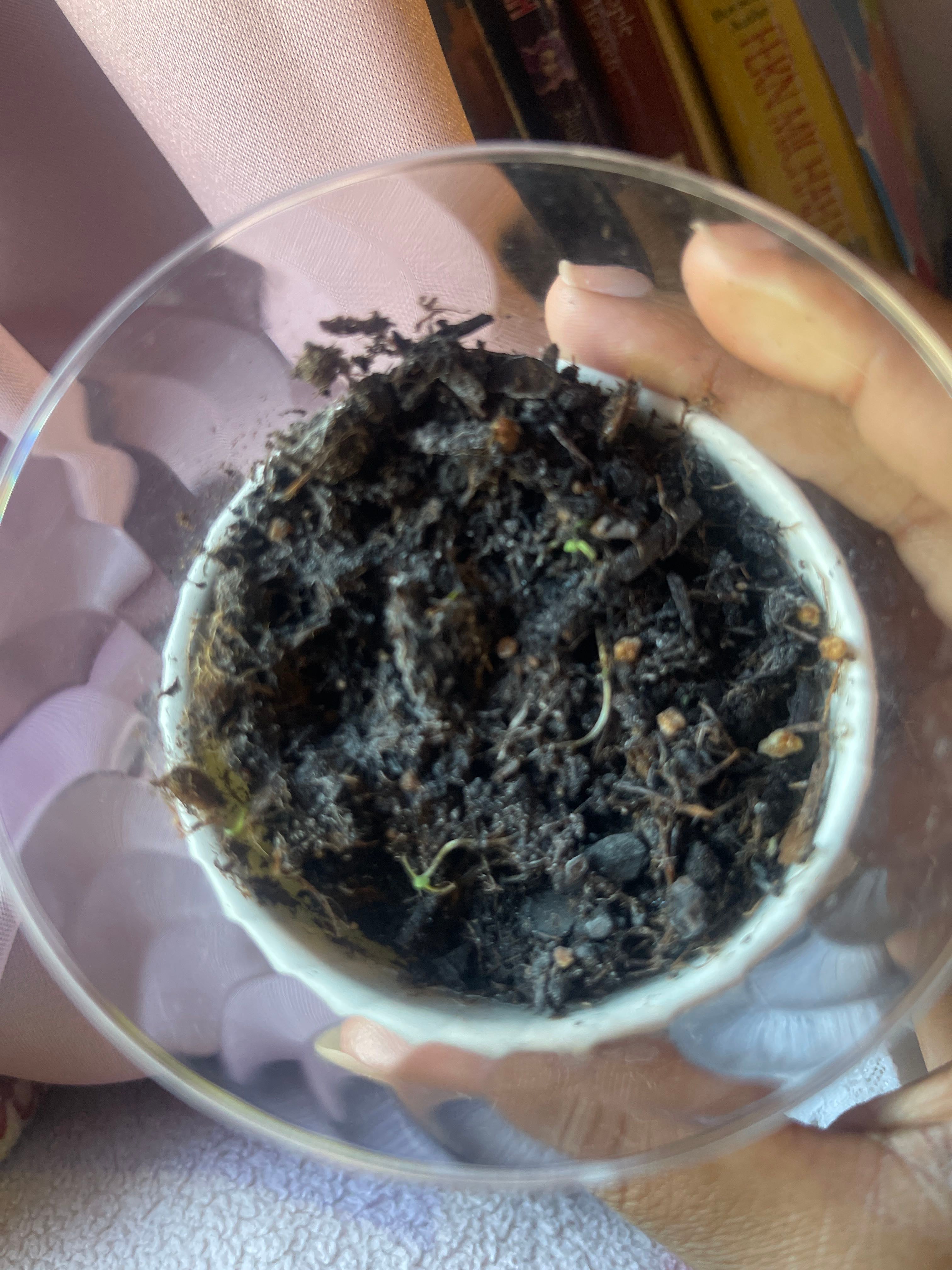 🌺 Understanding Iceland Poppy 'Spring Fever® Red': The Basics