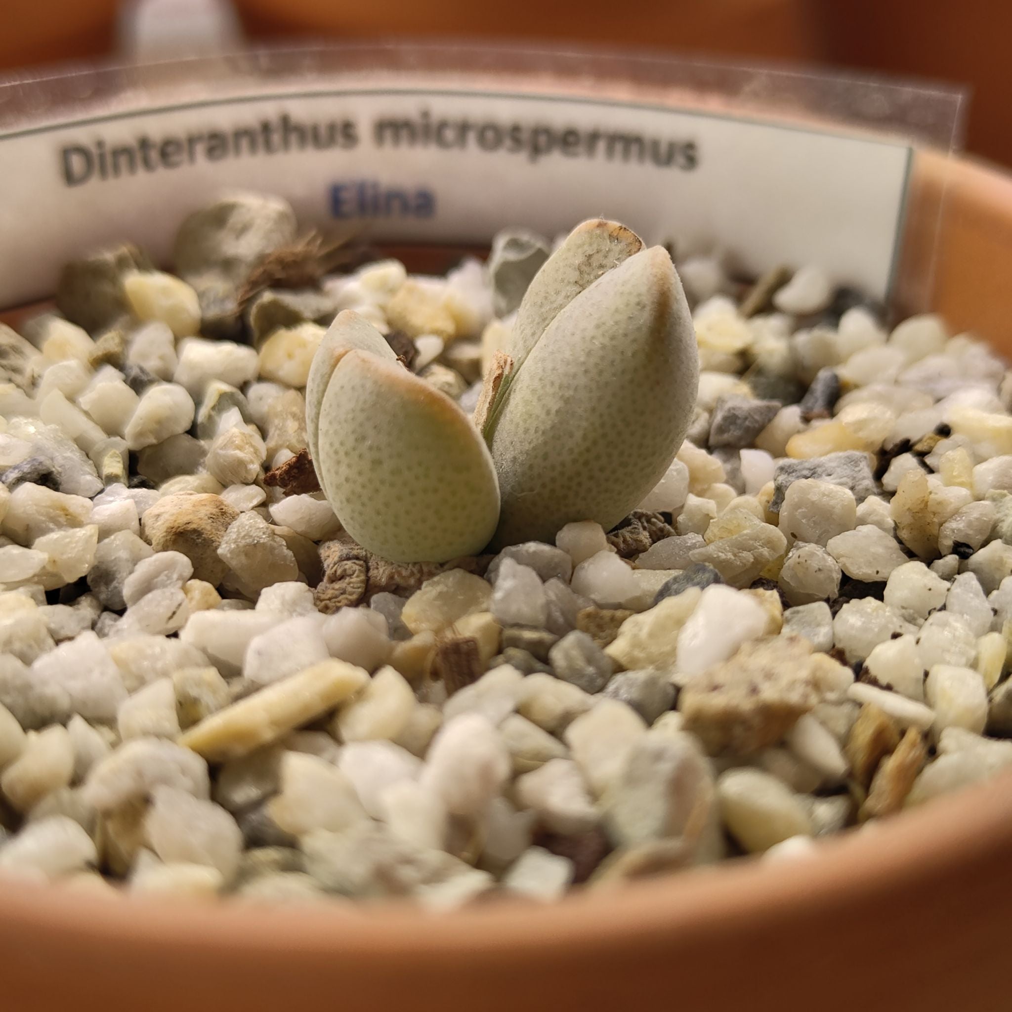 Dinteranthus microspermus puberulus Plant Care: Water, Light, Nutrients | Greg App 🌱