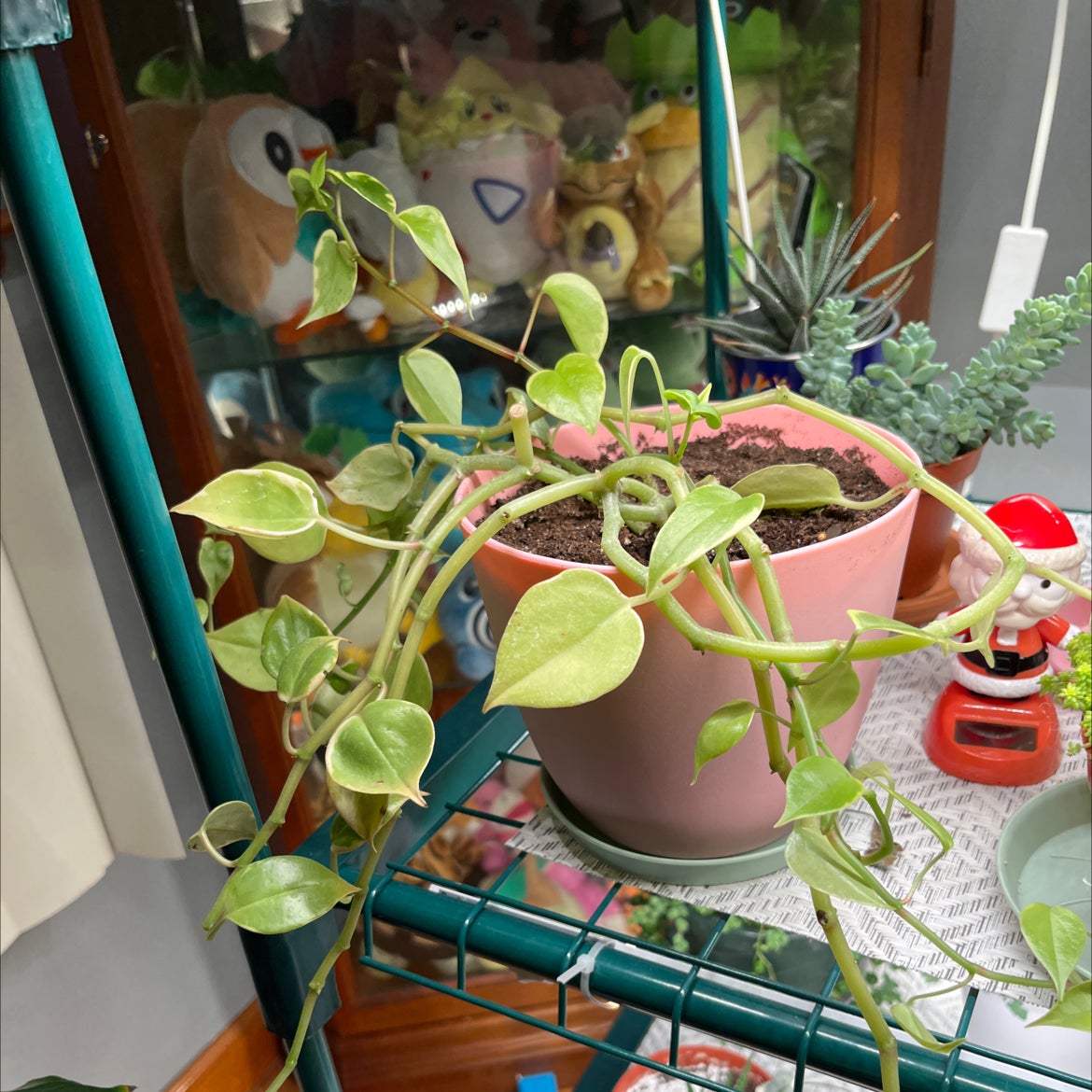 Peppa | A plant by @Lottaluv4plants on Greg