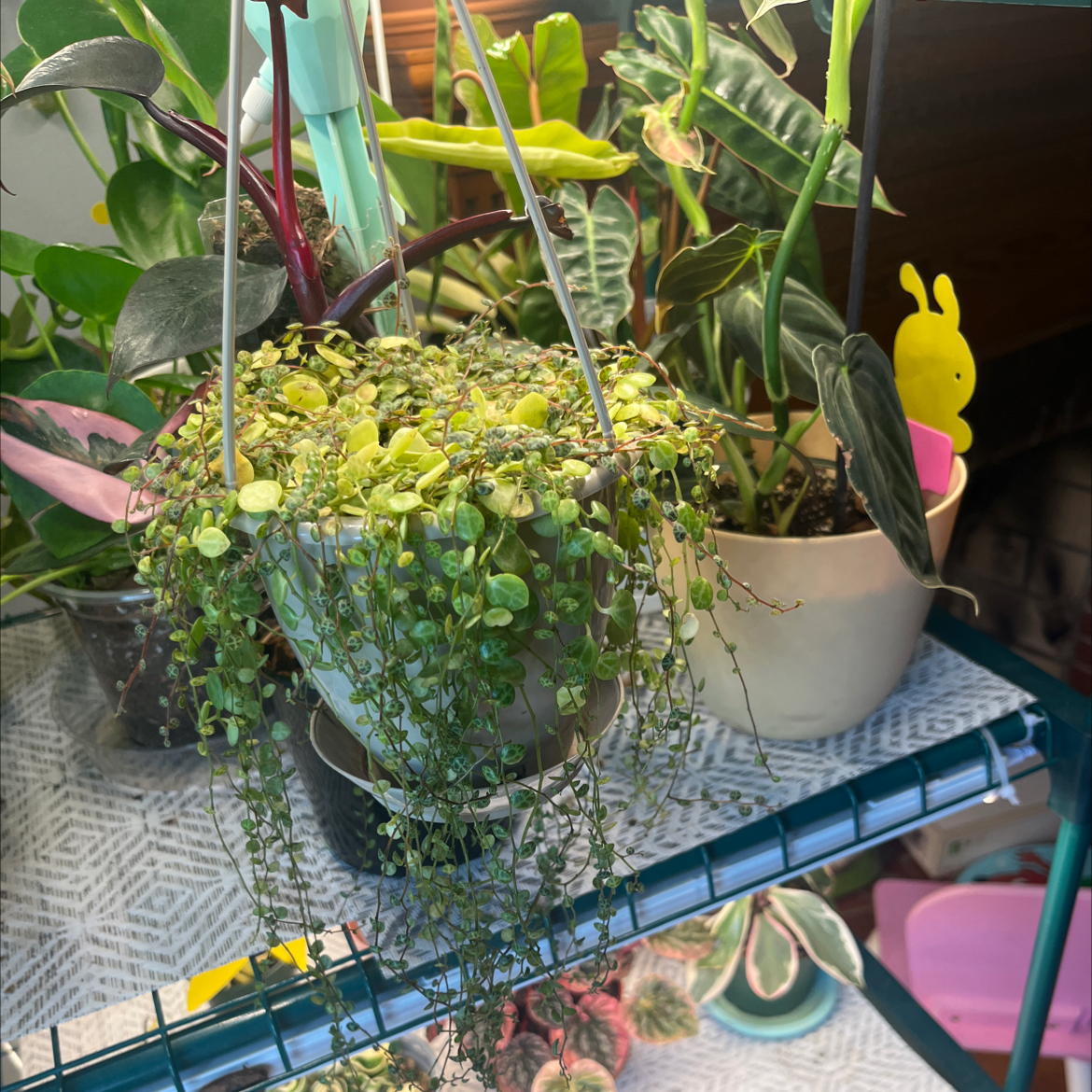 Dax | A plant by @Lottaluv4plants on Greg