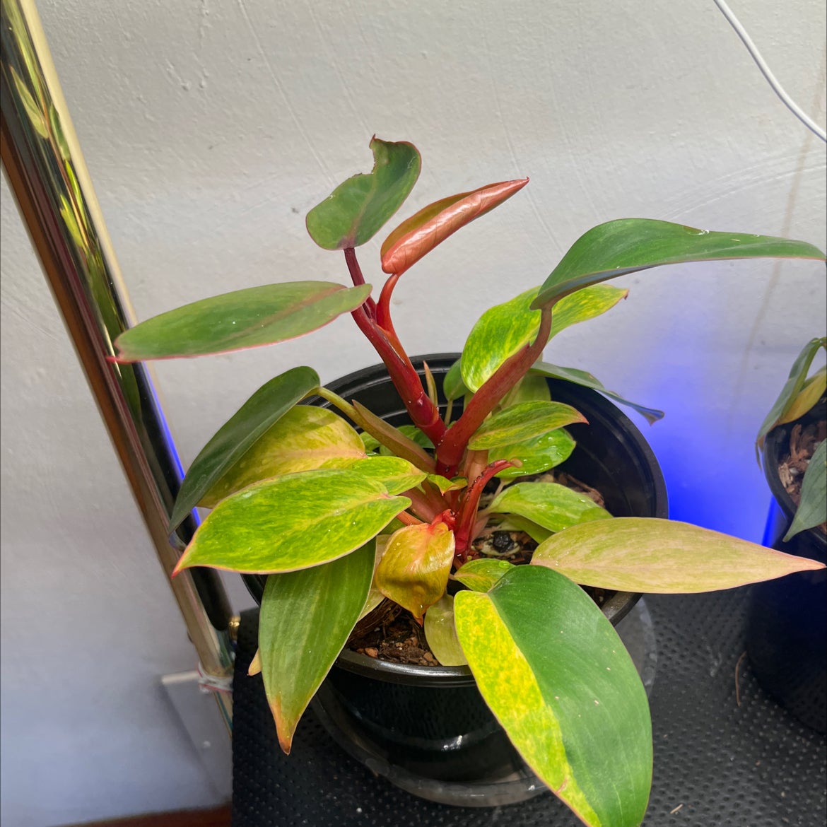 Ole Spore | A plant by @Lottaluv4plants on Greg