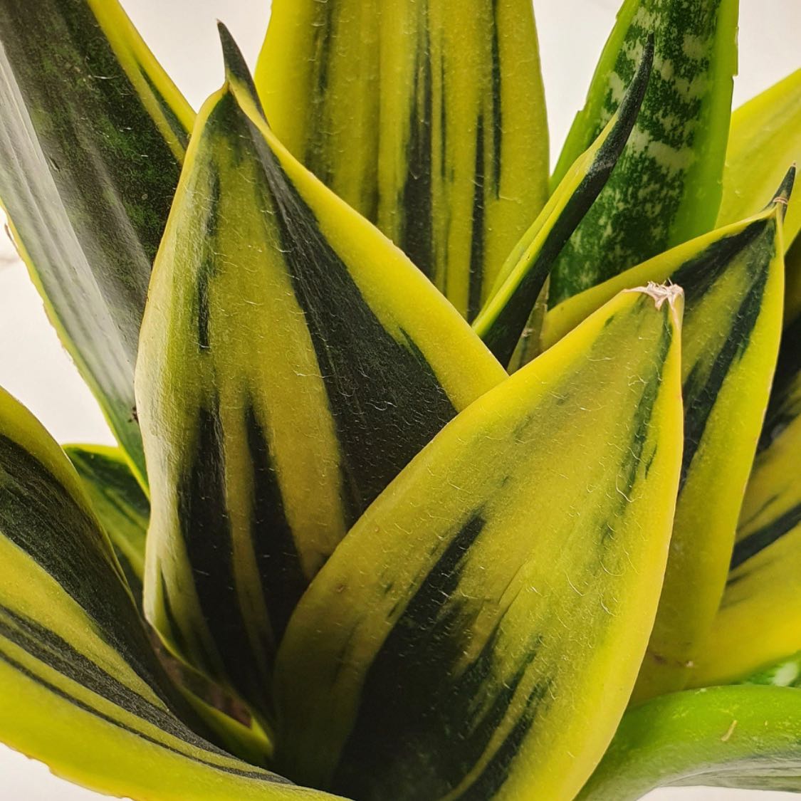 Symbolism and Benefits of the Golden Flame Snake Plant