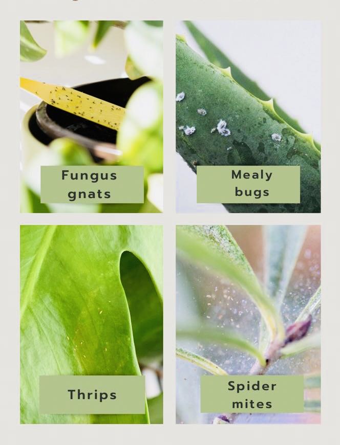 How To Identify Houseplant Pests
