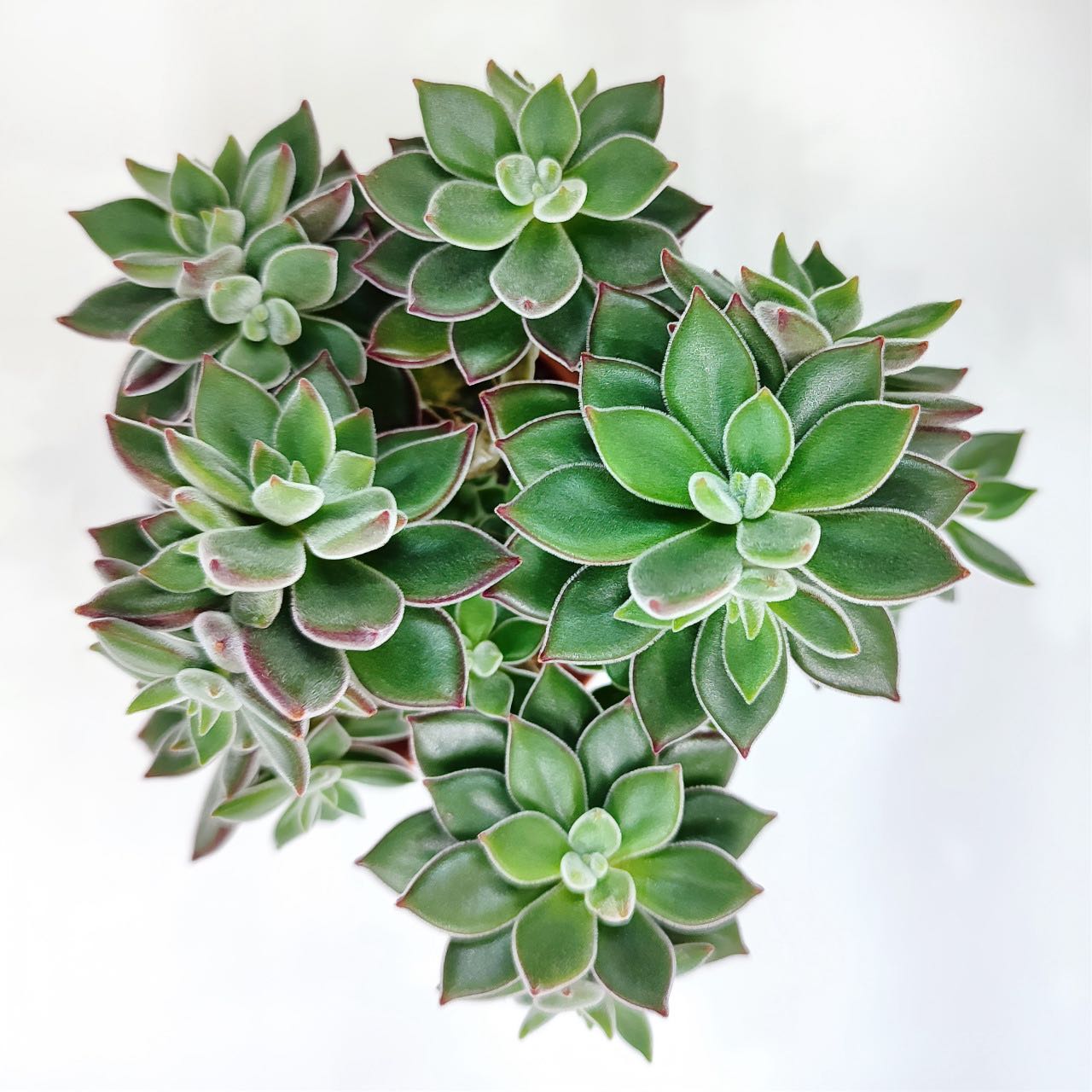 Echeveria 'Devotion' Plant Care: Water, Light, Nutrients | Greg App 🌱