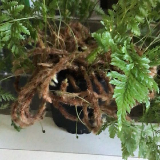 Fern | A plant by @SultryPothos on Greg