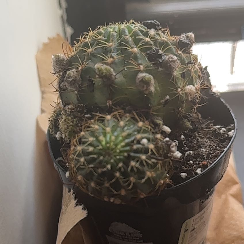 Keep Your Lobivia calorubra Alive: Light, Water & Care Instructions