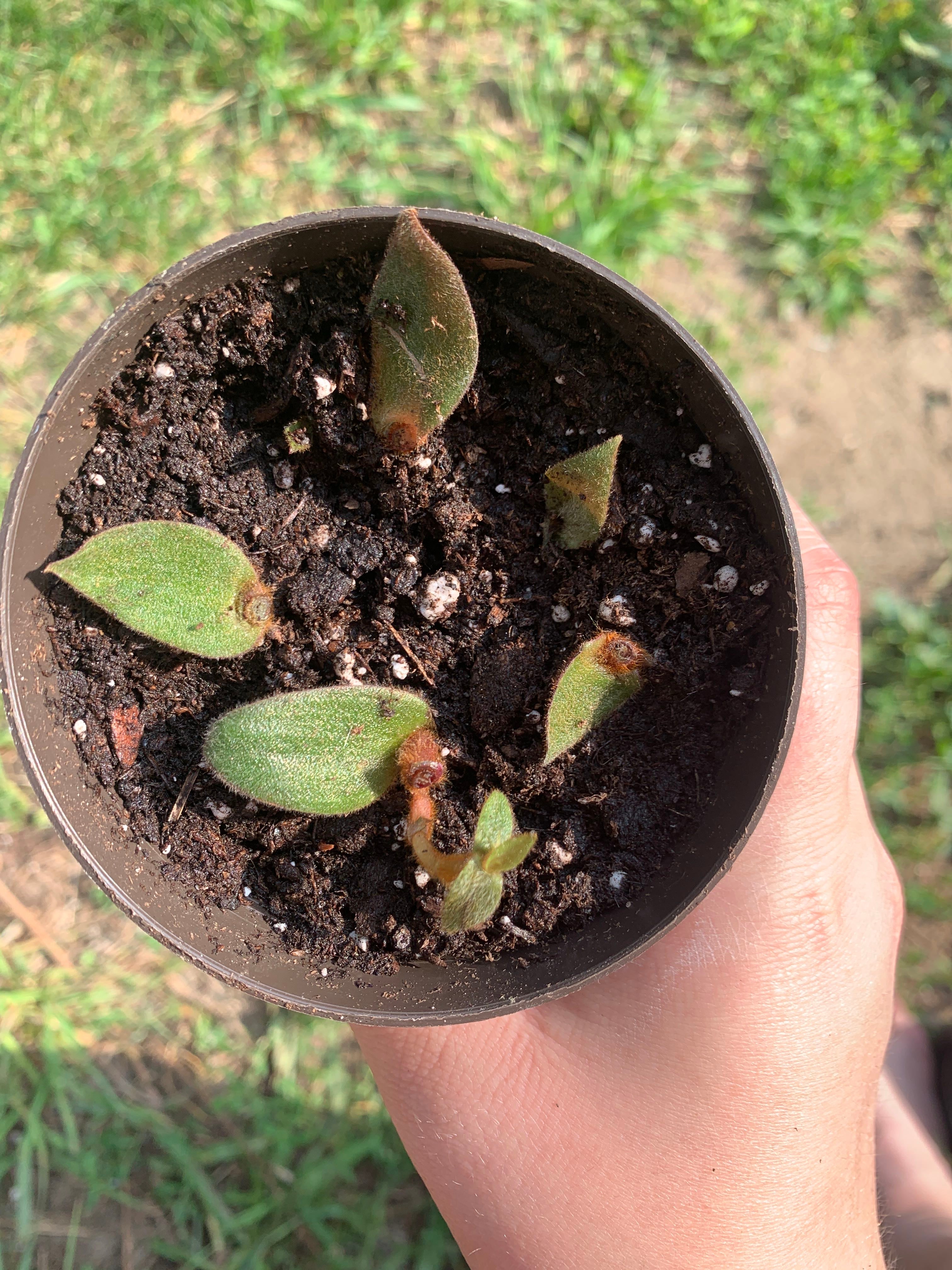 Cyanotis arachnoidea ‘Tampicana’ Plant Care: Water, Light, Nutrients ...