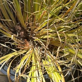 Fragrant Cane: How Much Water & Light Does it Need to Thrive?