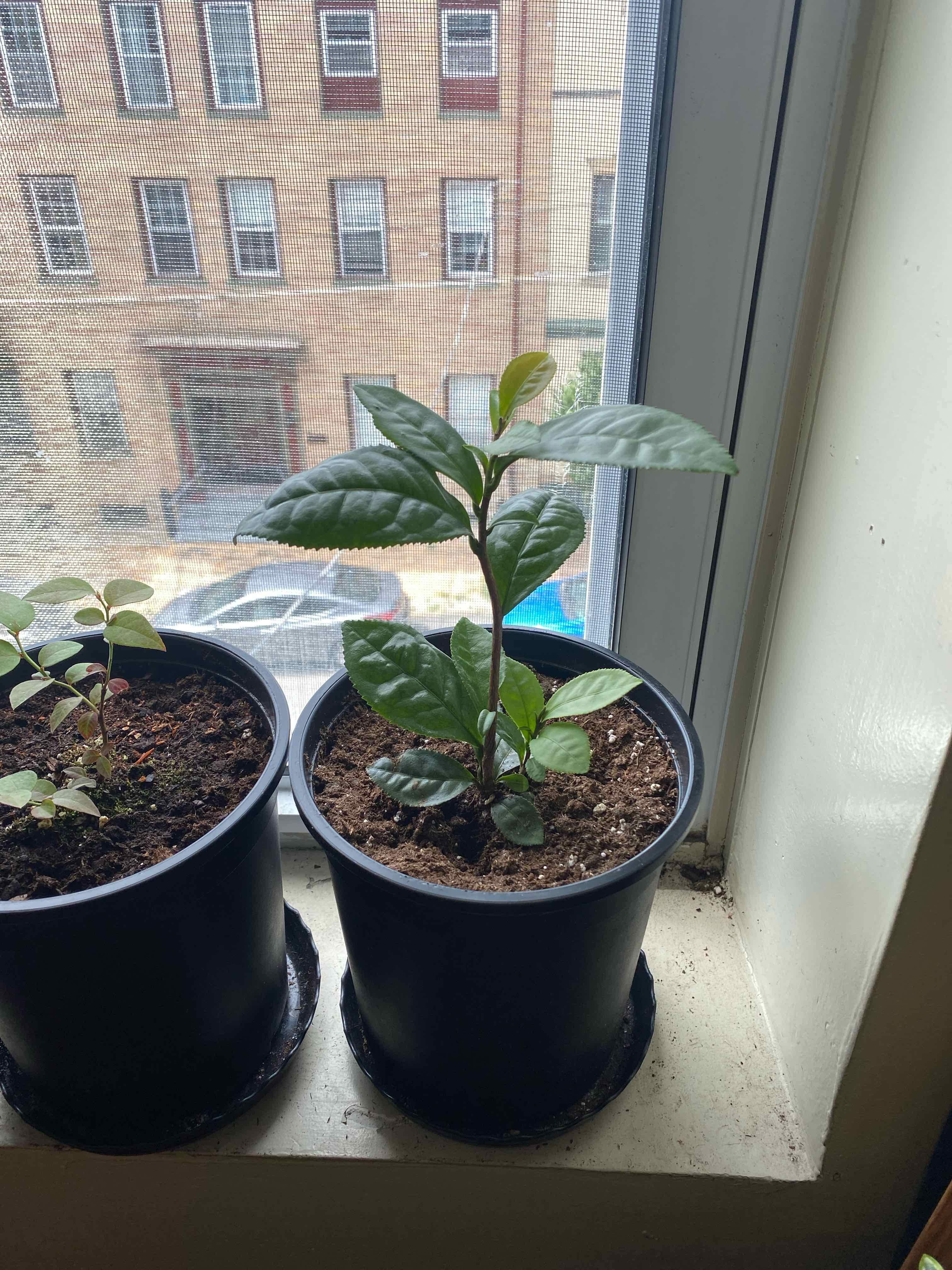 Soil Recommendations for Tea