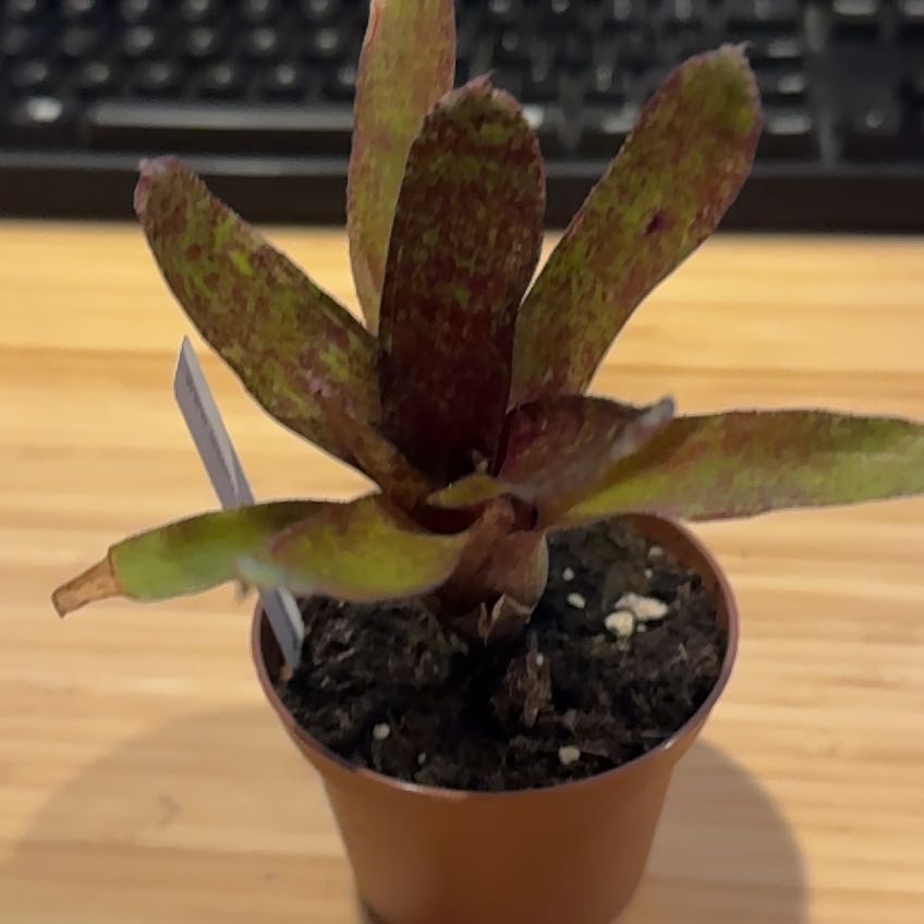 How to Care for Neoregelia 'Jenga': Mastering Water, Sunlight & More