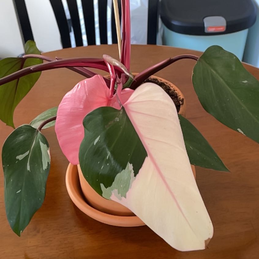 💩 Fertilizing Your Pink Princess Philodendron