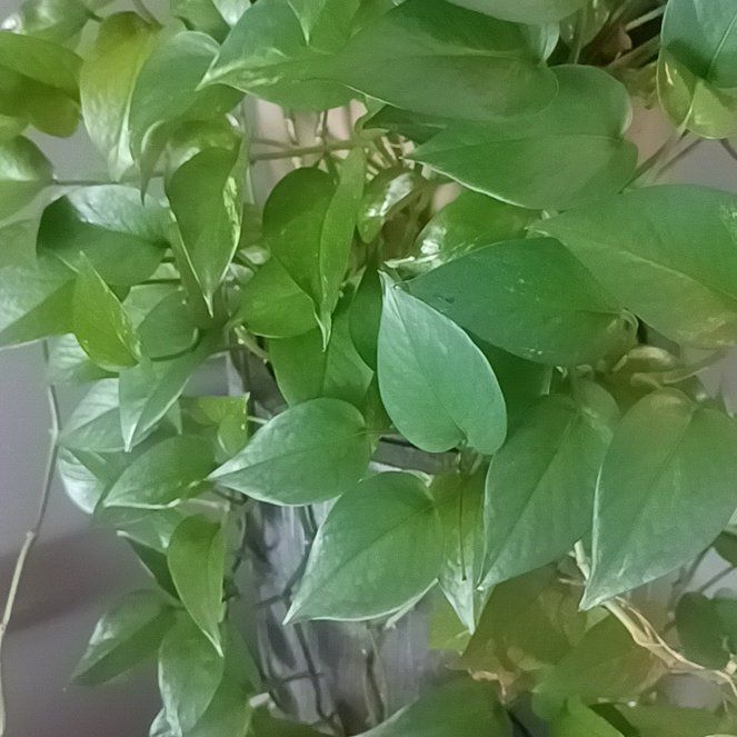 Dax | A plant by @TenableCocoplum on Greg