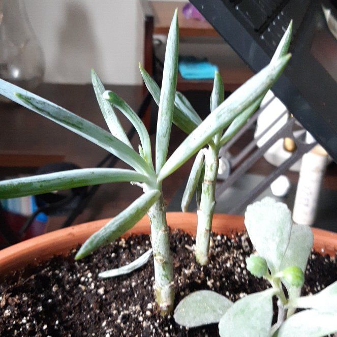 Personalized Dwarf Clone Care: Water, Light, Nutrients | Greg App