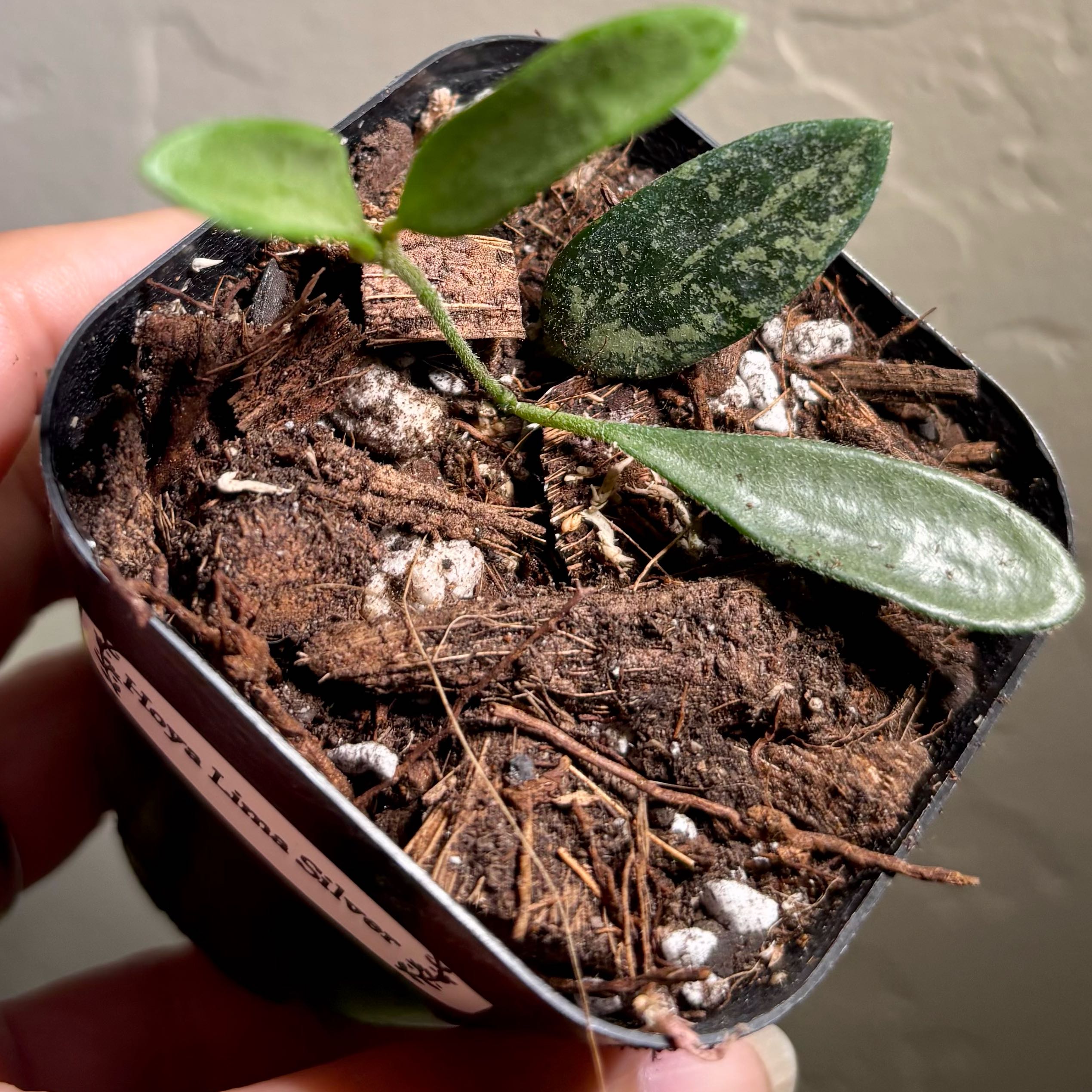 Hoya Lima Splash Care 101: Water, Light & Growing Tips
