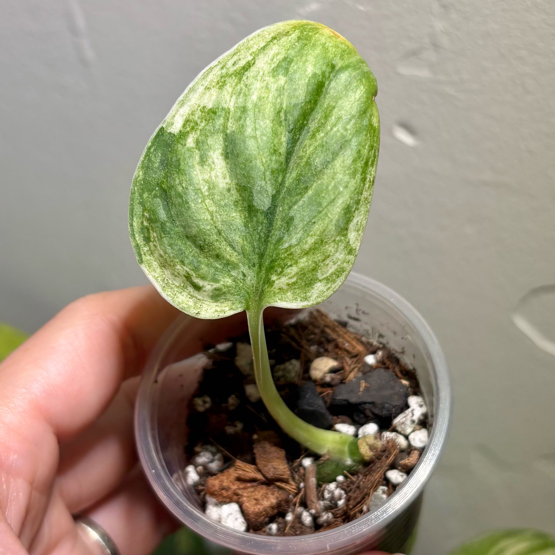 The Complete Scindapsus ‘Silver Cloud’ Plant Care Guide: Water, Light ...