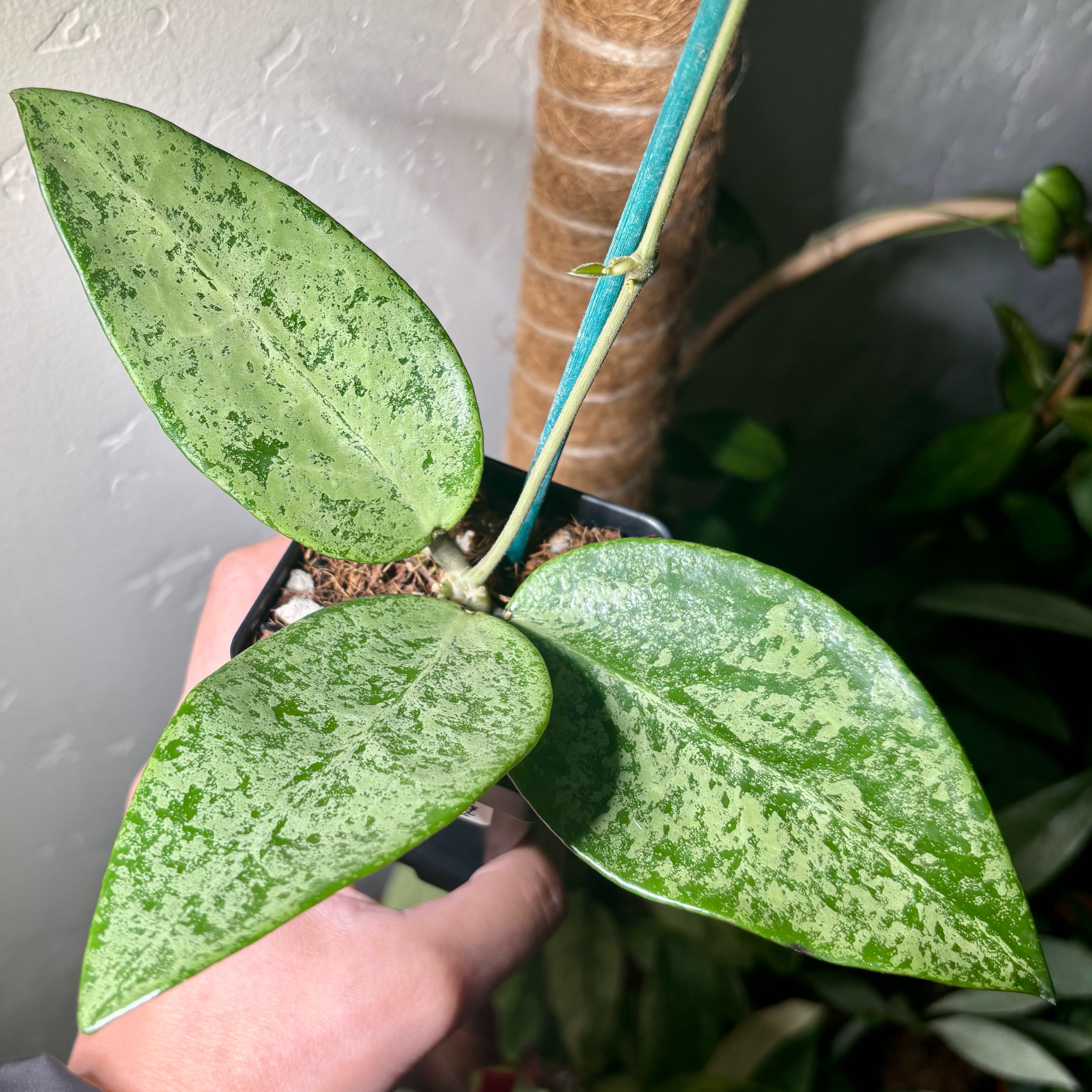 The Complete Hoya crassipetiolata Plant Care Guide: Water, Light & Beyond