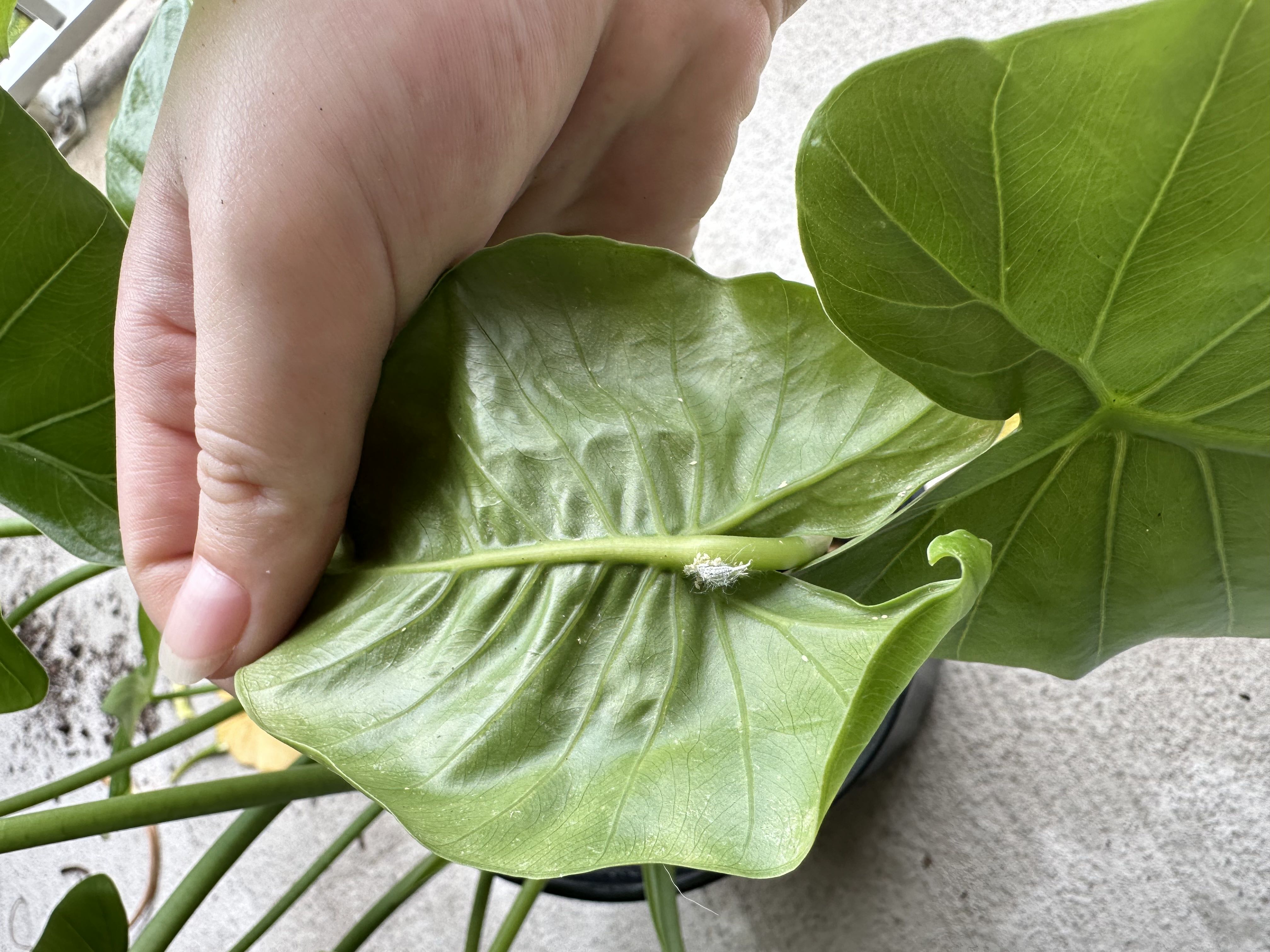 How to Cure Droopy Leaves on Your Alocasia 'California' 😩